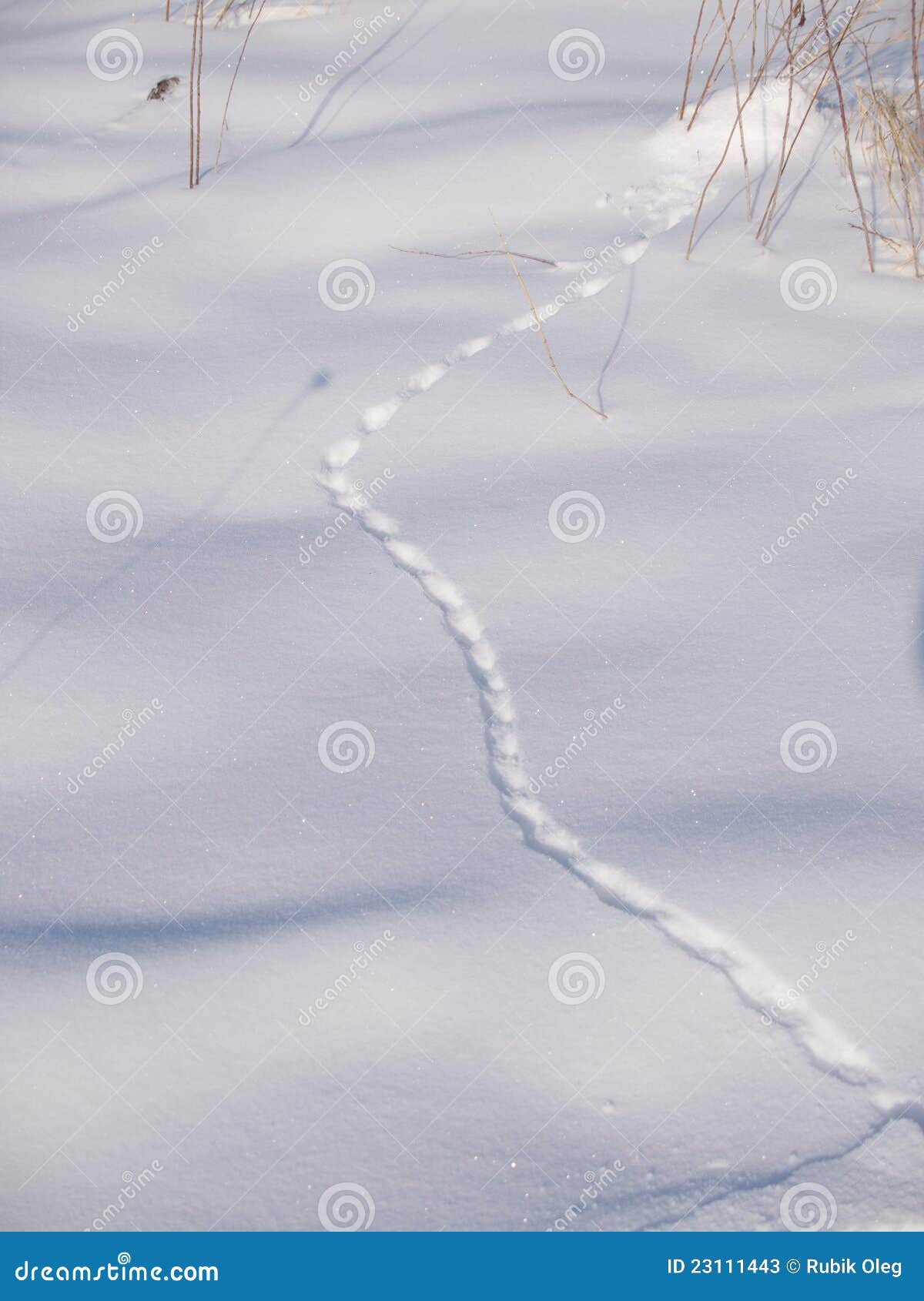 Mouse trace on snow stock image. Image of animal, trace - 23111443