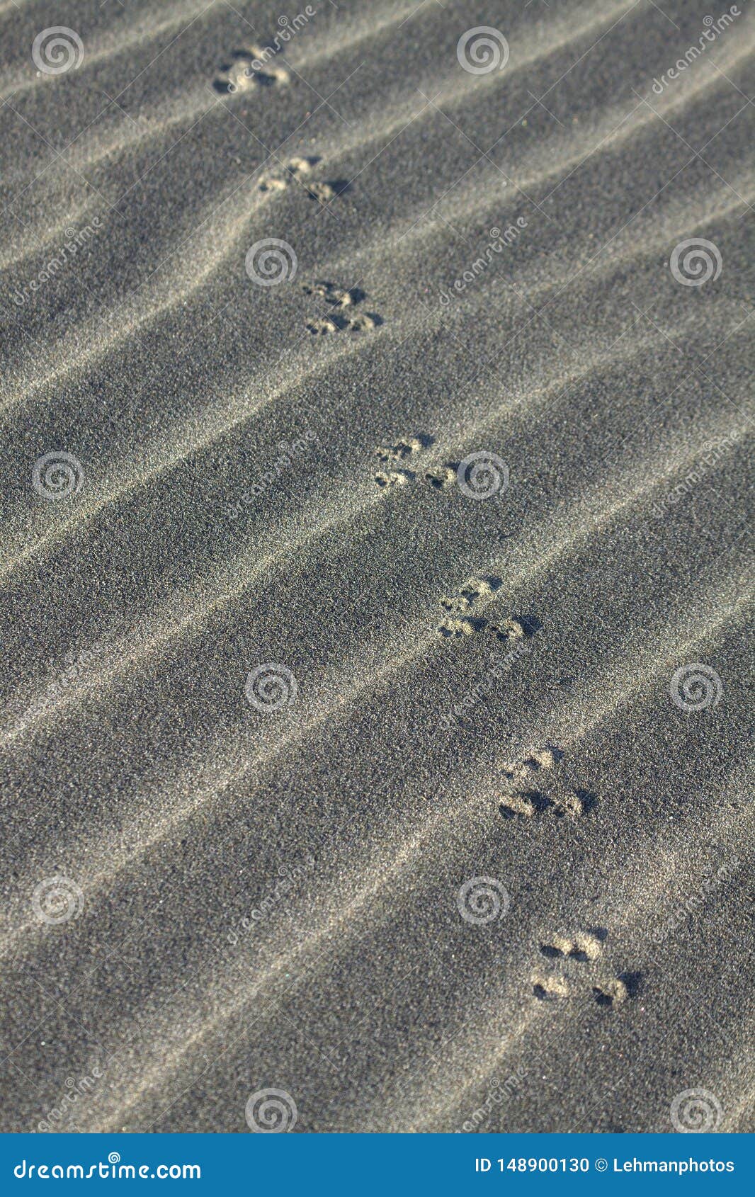 Mouse Tracks on Sand Dunes stock photo. Image of dunes - 148900130