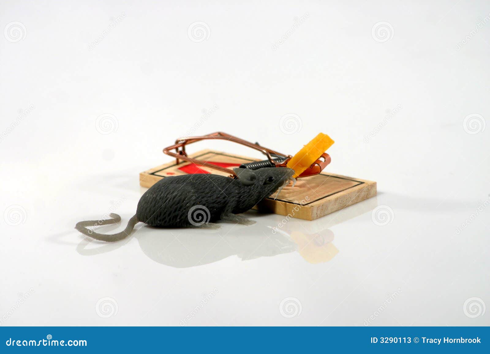 Mouse in trap stock image. Image of gray, pest, animal - 3290113