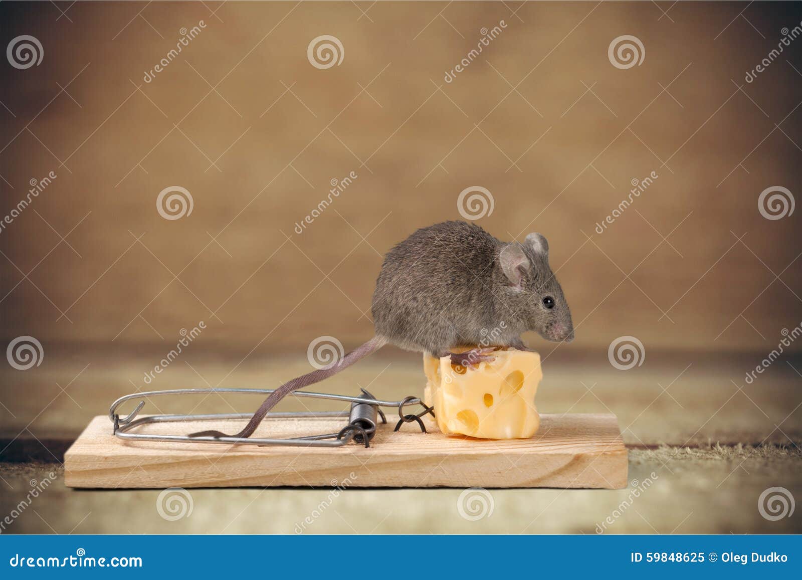 Mouse trap stock image. Image of cute, photograph, irresistable - 59848625