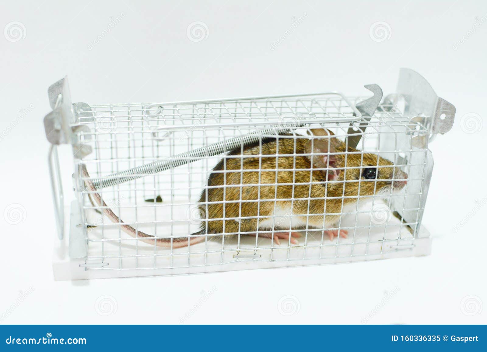 Mouse trapped in a cage stock image. Image of healthcare - 160336335
