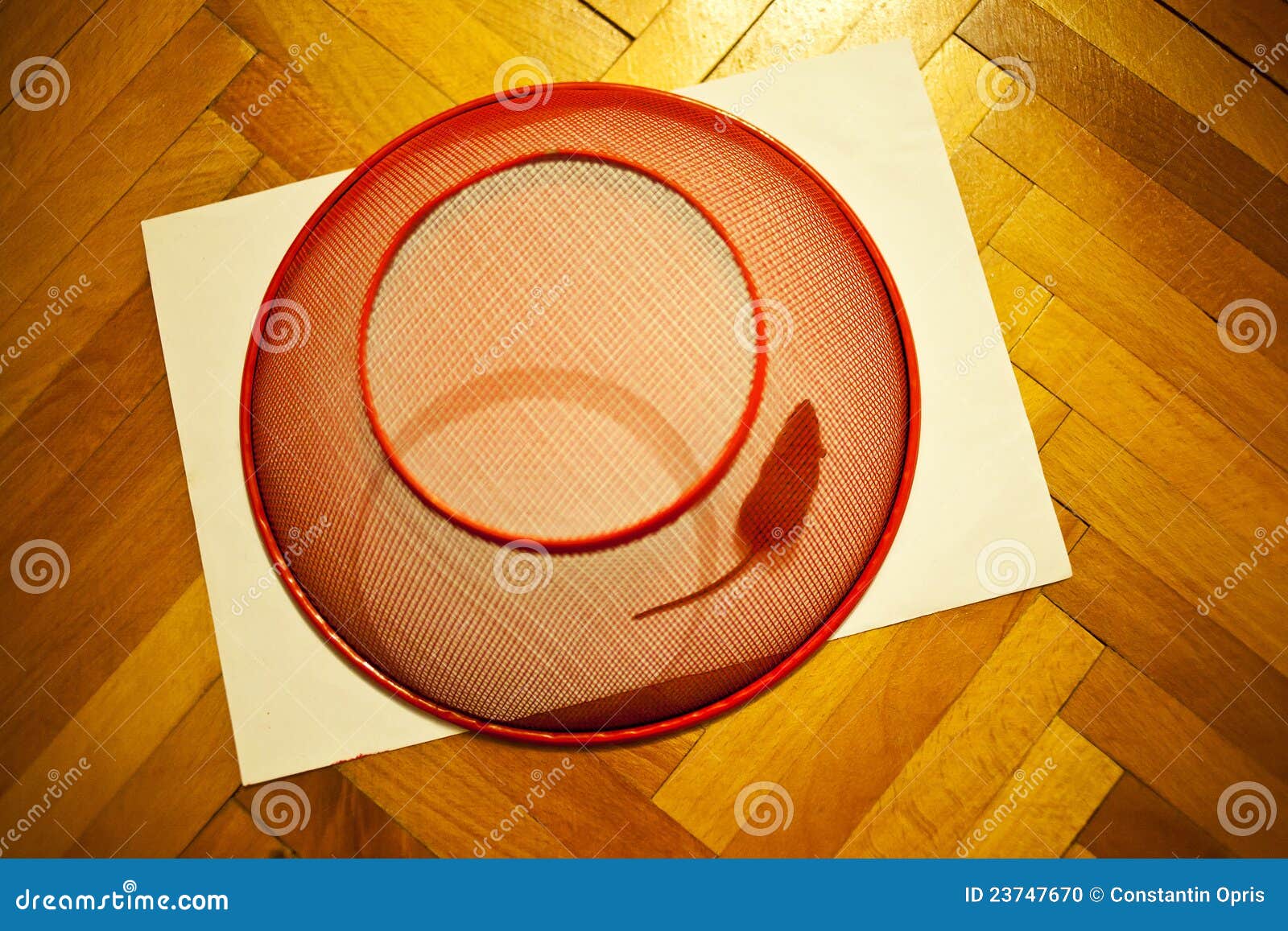 Mouse trapped at home stock photo. Image of alive, animal - 23747670