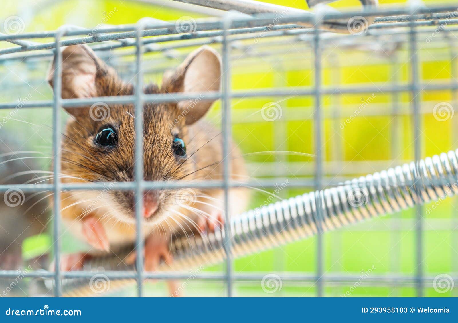 Mouse Trapped Inside Mousetrap Stock Image - Image of trap ...