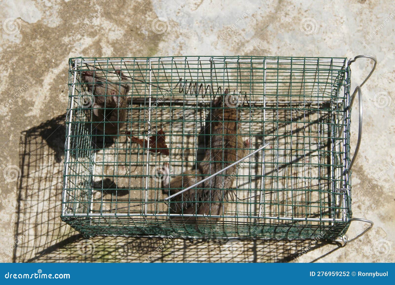 A mouse trapped in a trap. stock photo. Image of caught - 276959252