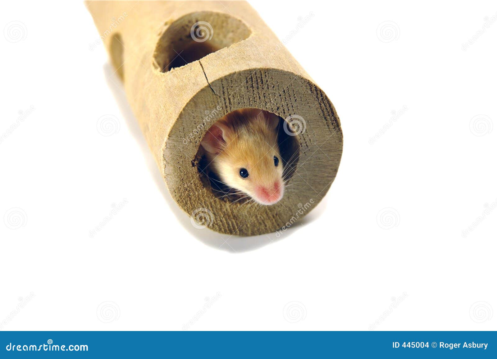 Mouse in tube stock photo. Image of mice, tunnel, tube - 445004
