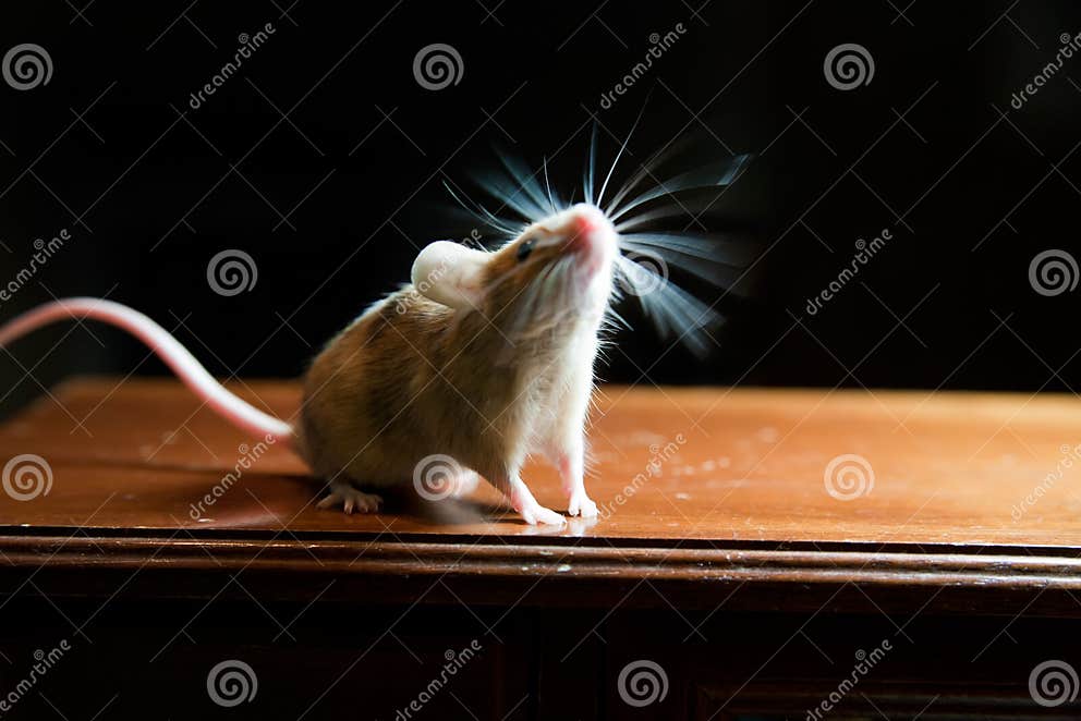 Mouse with Twitching Whiskers Stock Image - Image of humor, furry: 17408007