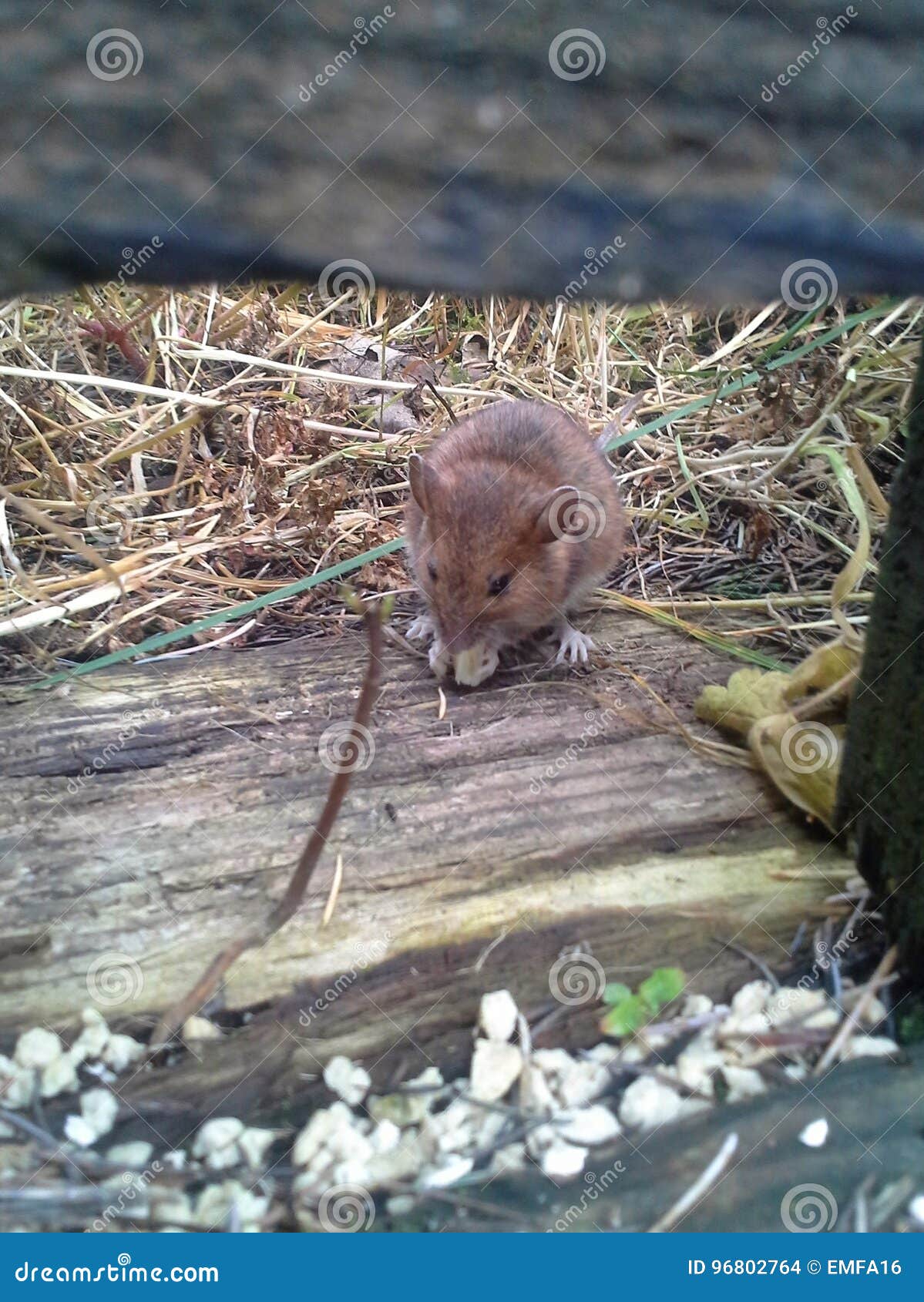 Mouse Under a Fence with Cheese Stock Photo - Image of nature, field ...