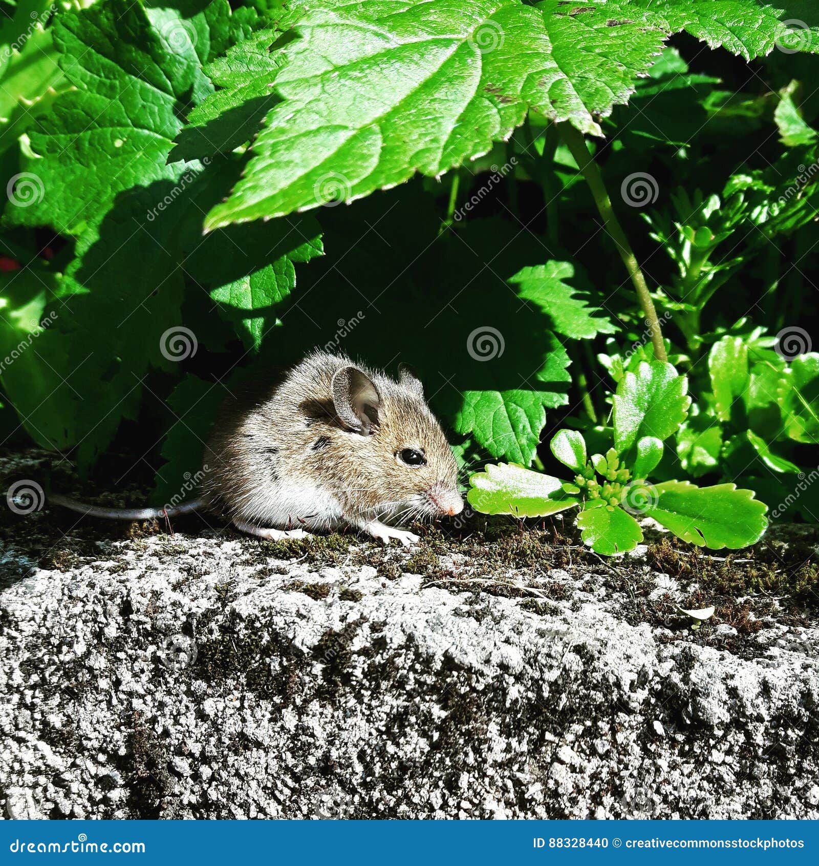 Mouse Under Leaves Picture. Image: 88328440