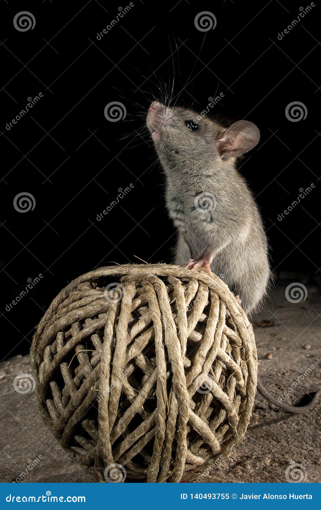 Mouse Uploaded of String in the Attic, Mus Musculus Stock Image - Image ...