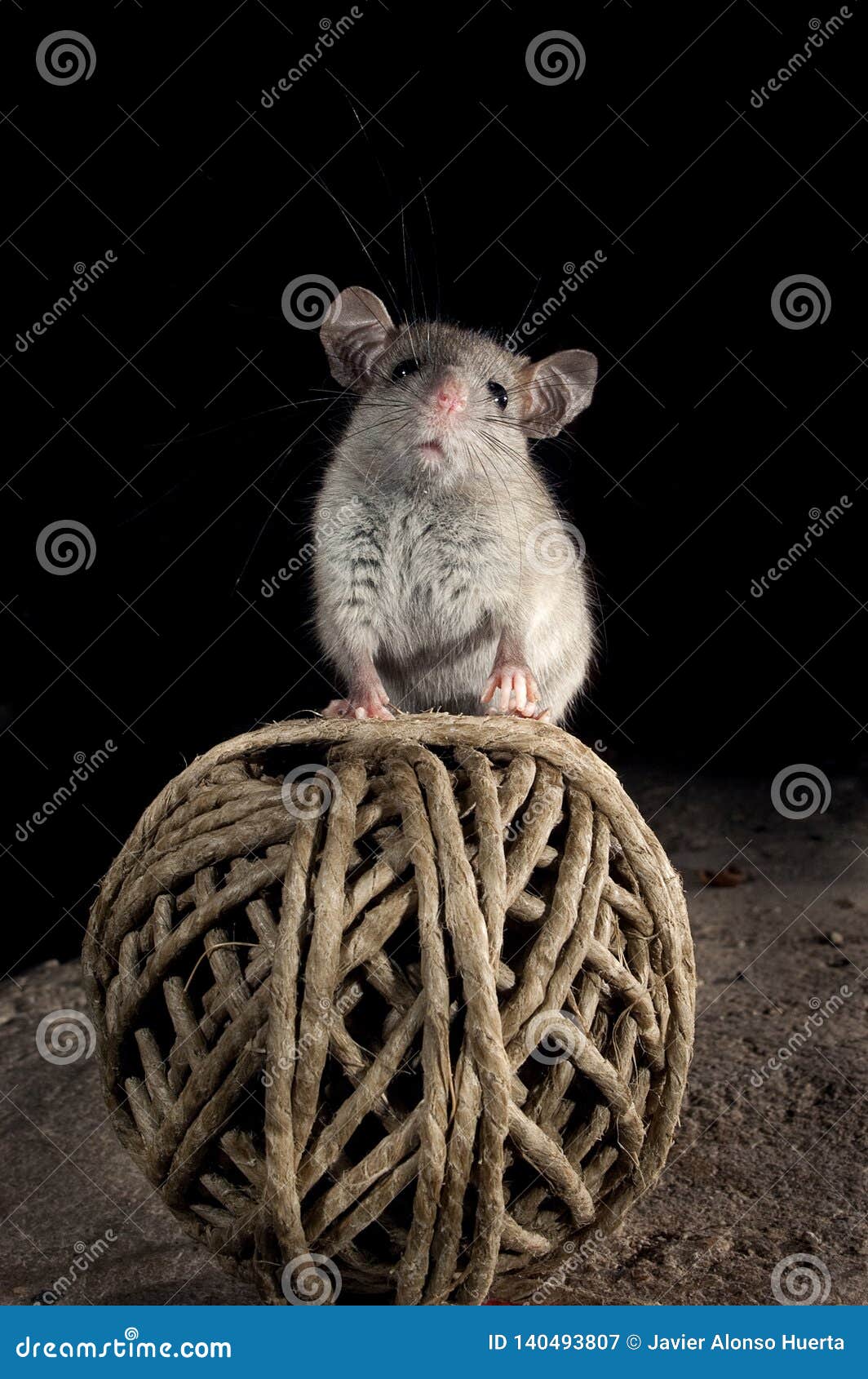 Mouse Uploaded of String in the Attic, Mus Musculus Stock Image - Image ...