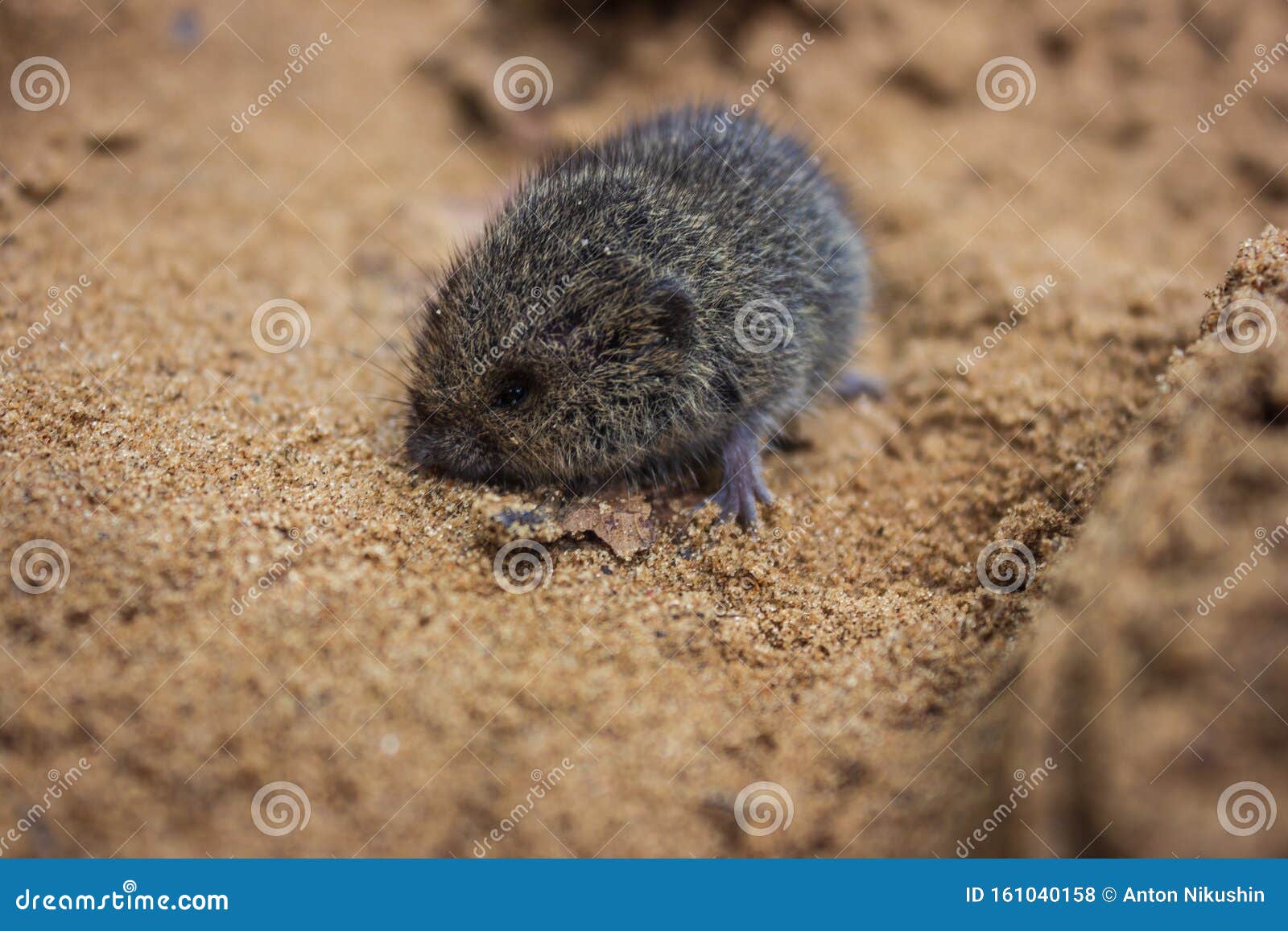 Mouse stock photo. Image of ears, ground, national, floor - 161040158