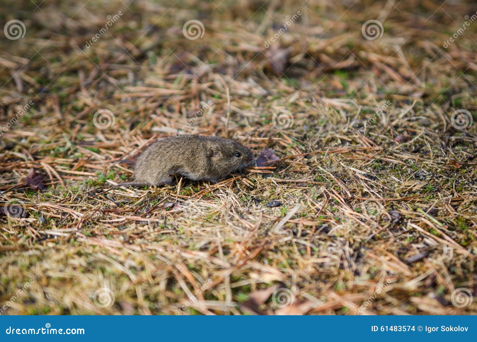 Mouse vole, close-up stock photo. Image of animal, microtus - 61483574