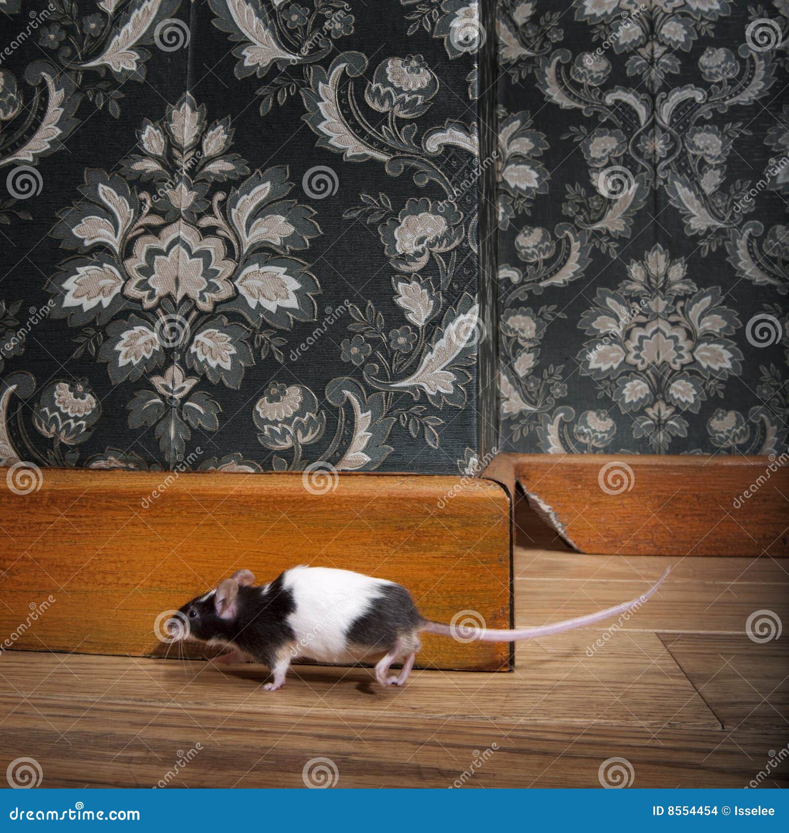 Mouse Walking Luxury Old Fashioned Roon Stock Photos - Free & Royalty ...
