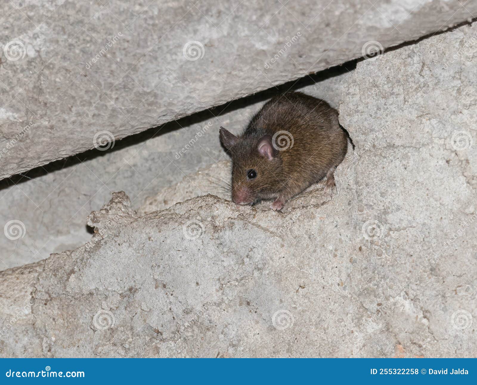 Mouse in Wall Hole Mus Musculus Stock Photo - Image of people, rodent ...