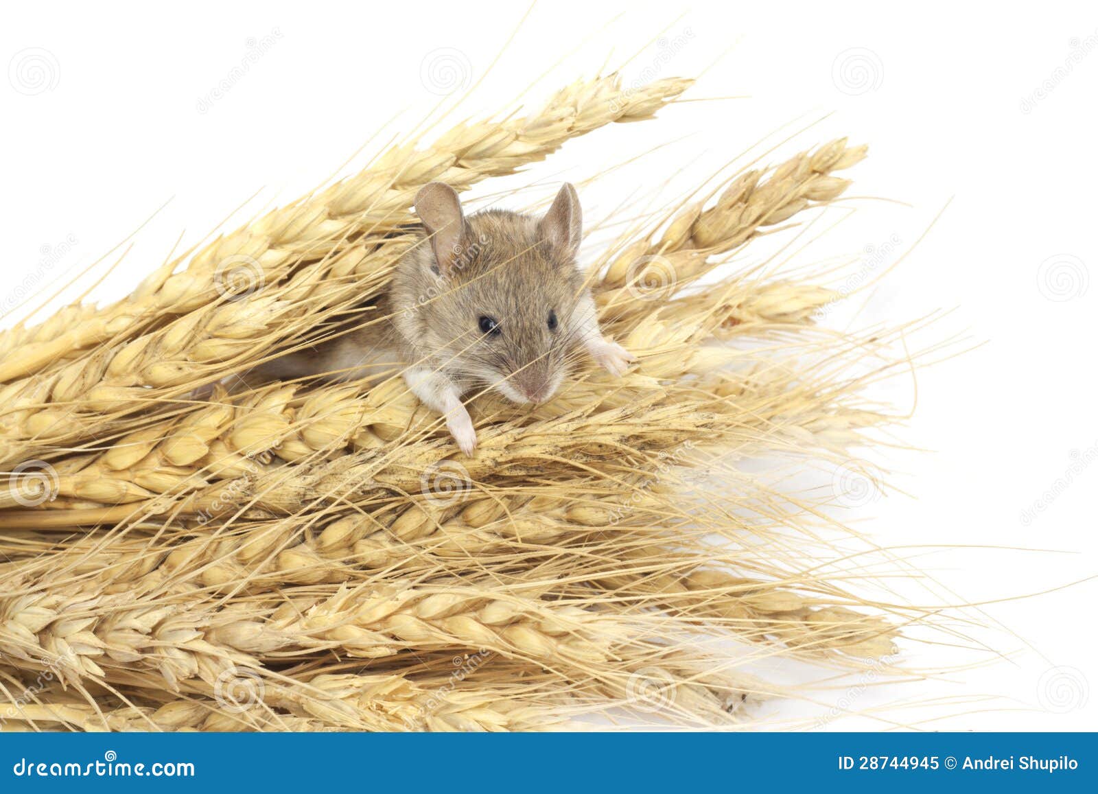 Mouse on wheat stock image. Image of tail, domestic, mammal - 28744945