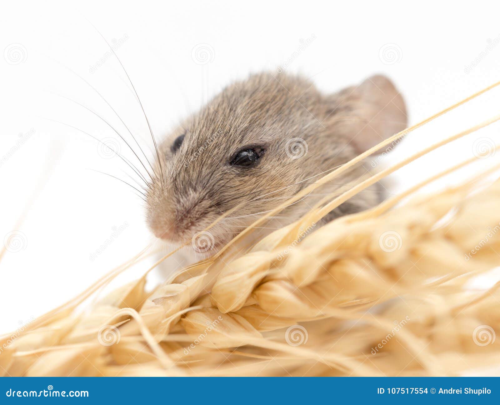 Mouse on wheat stock photo. Image of house, harvest - 107517554