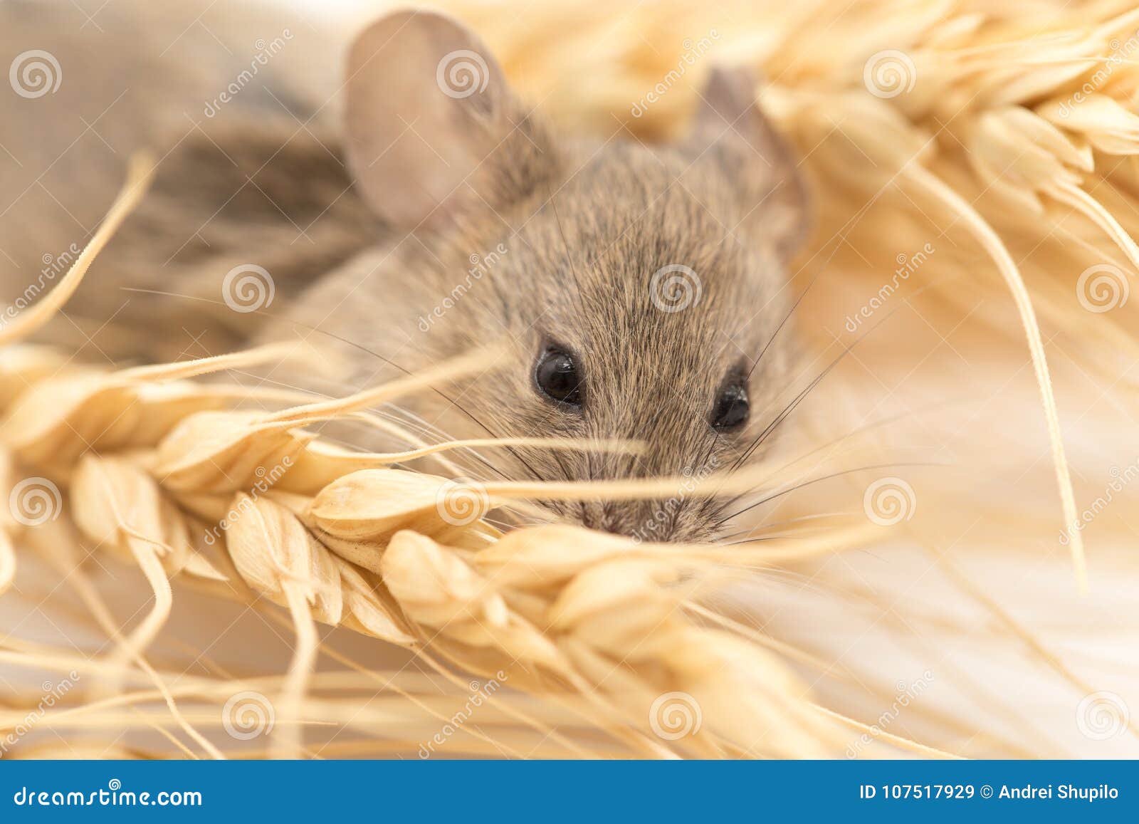 Mouse on wheat stock image. Image of spring, harvest - 107517929