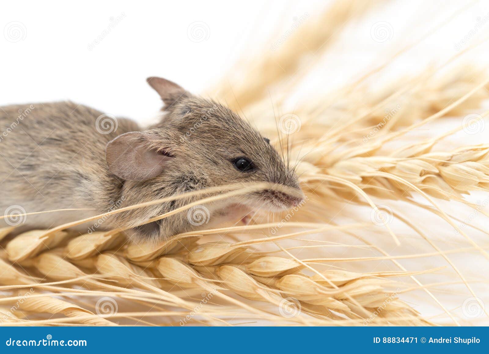 Mouse on wheat stock image. Image of animal, spring, mice - 88834471