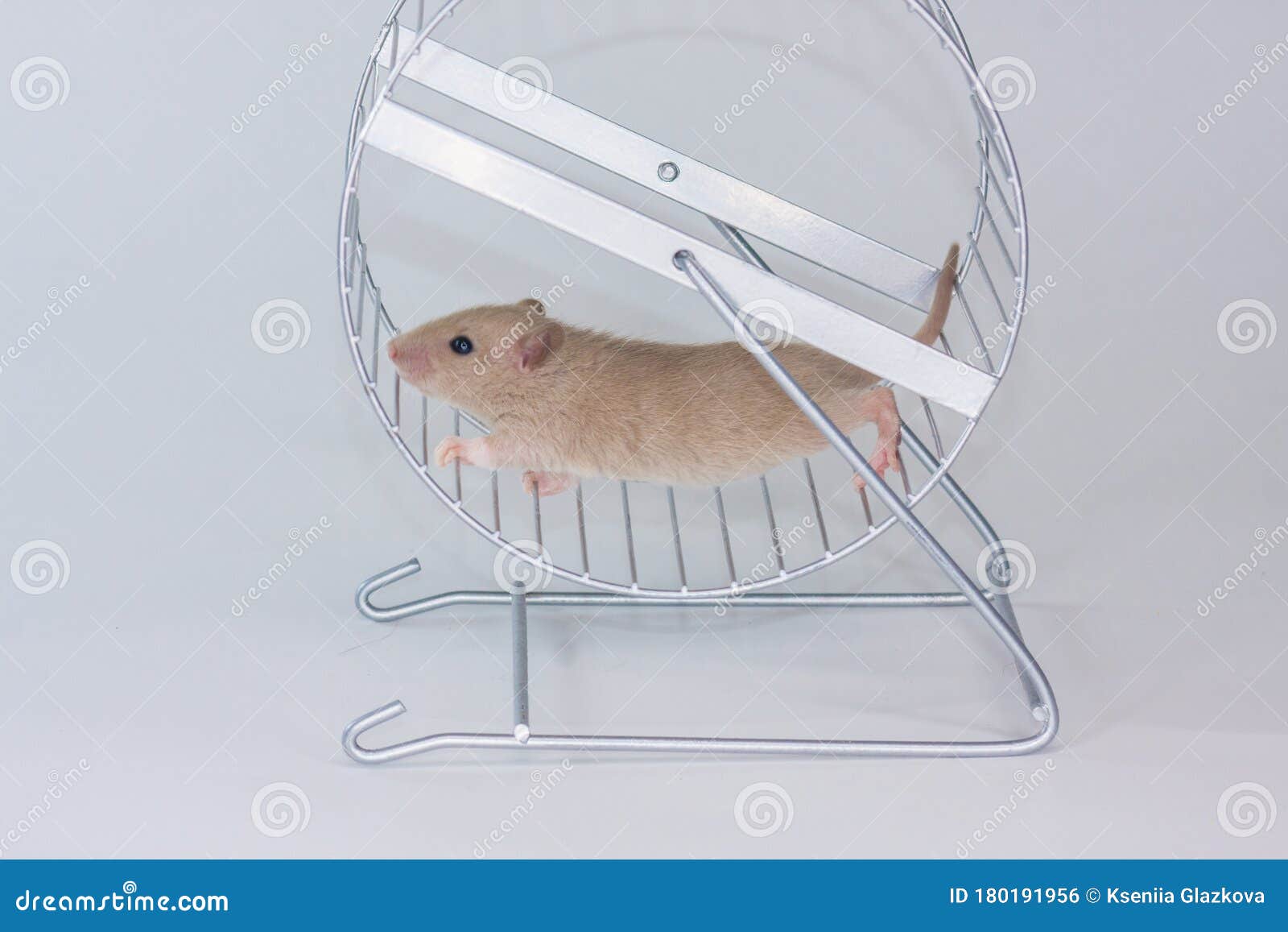 The Mouse in the Wheel. Rush Forward on the Iron Stock Photo - Image of ...