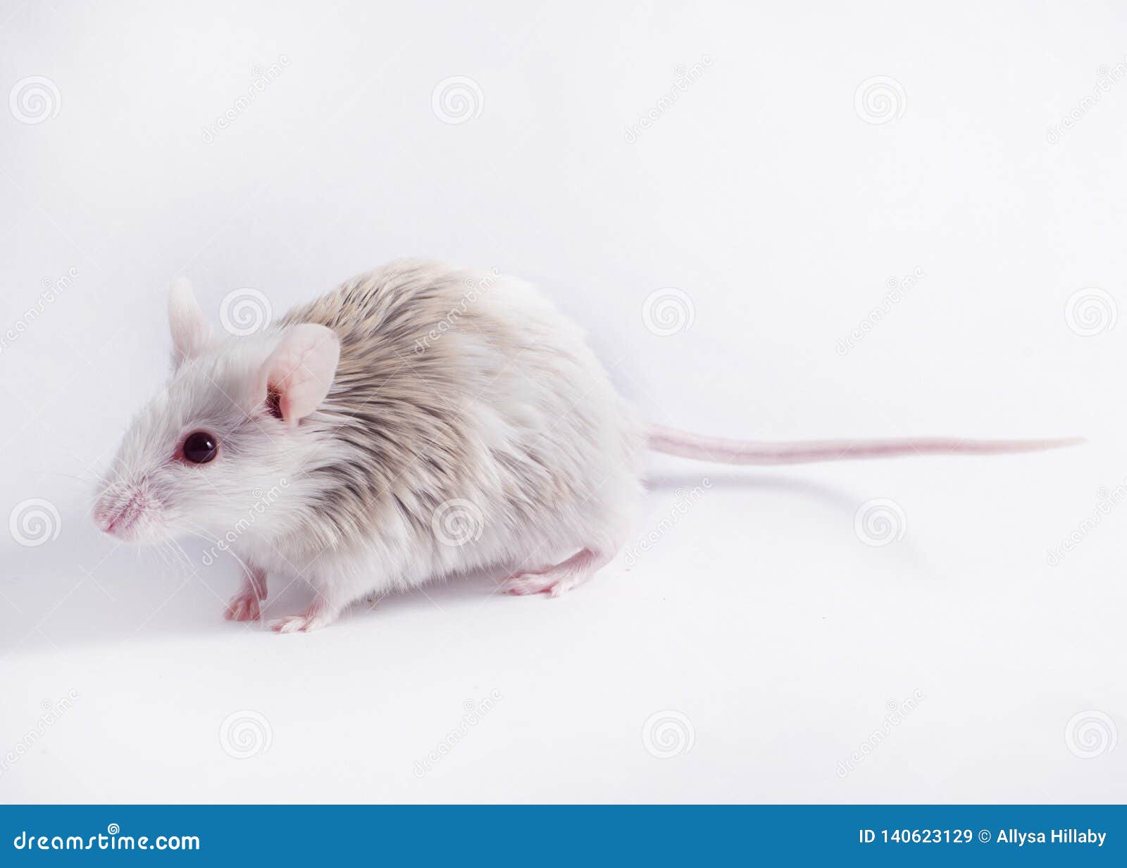 Mouse on white backdrop stock image. Image of portrait - 140623129