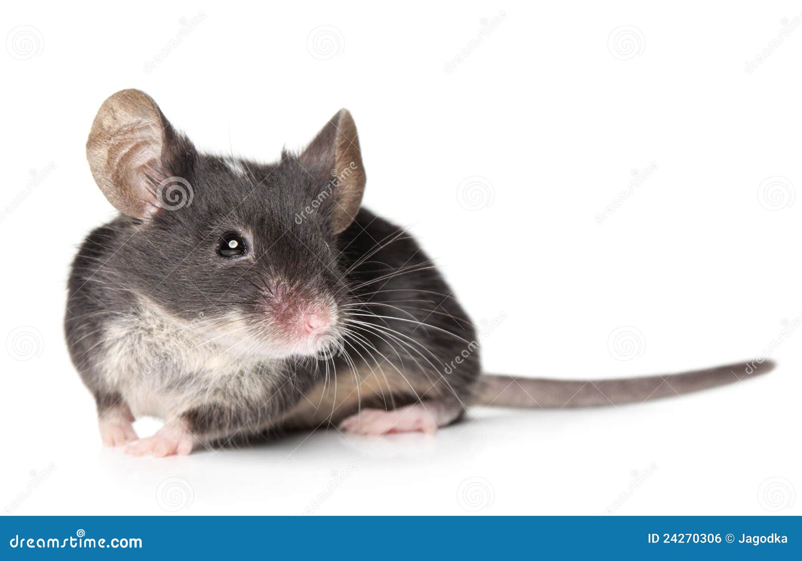 Mouse on a White Background Stock Photo - Image of domestic, cross ...
