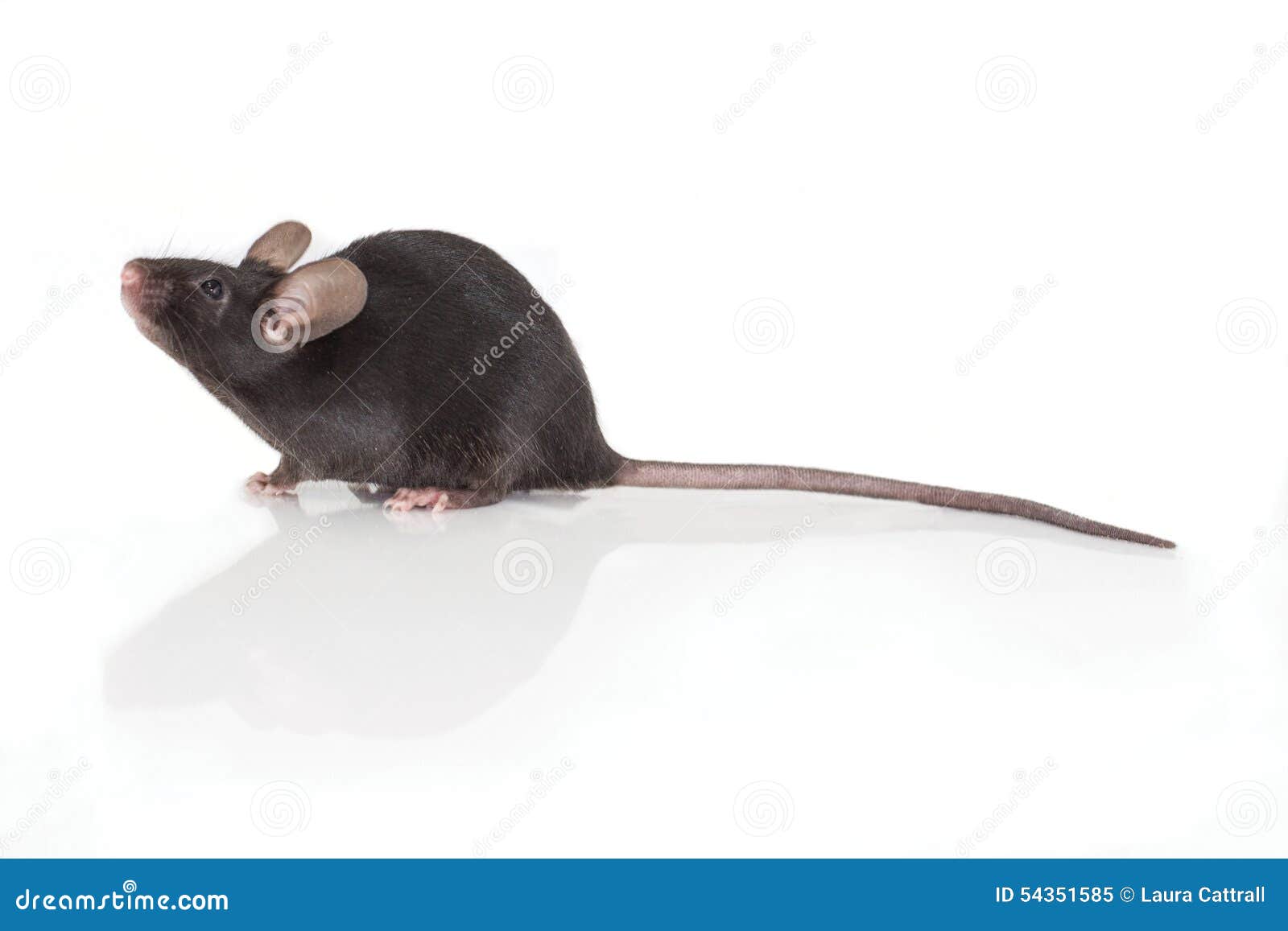 Mouse Animal Side View