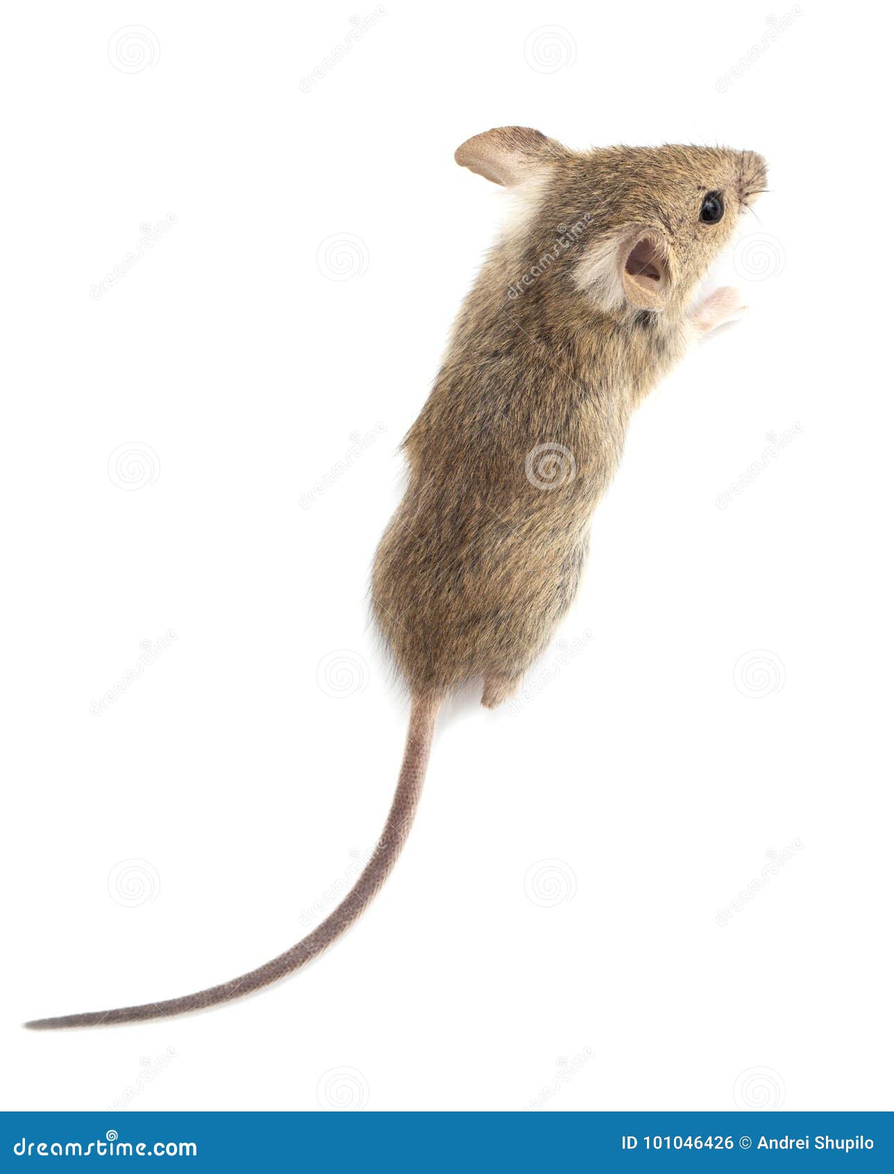 Mouse on a White Background Stock Photo - Image of pest, mammal: 101046426