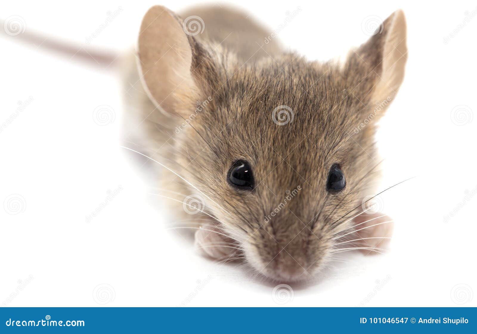 Mouse on a White Background Stock Image - Image of cute, mammal: 101046547