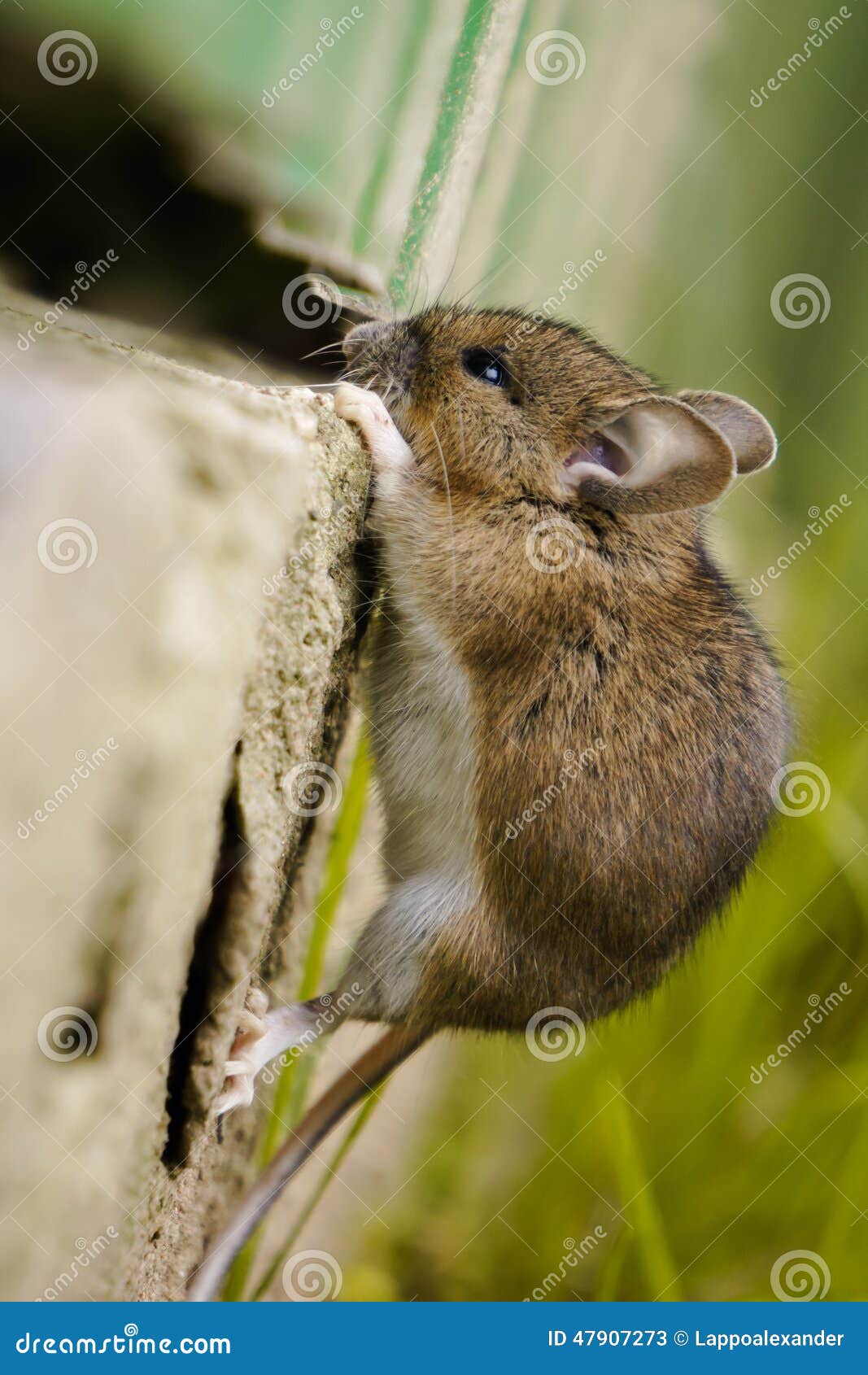 Mouse stock image. Image of animal, climbing, brown, climb - 47907273