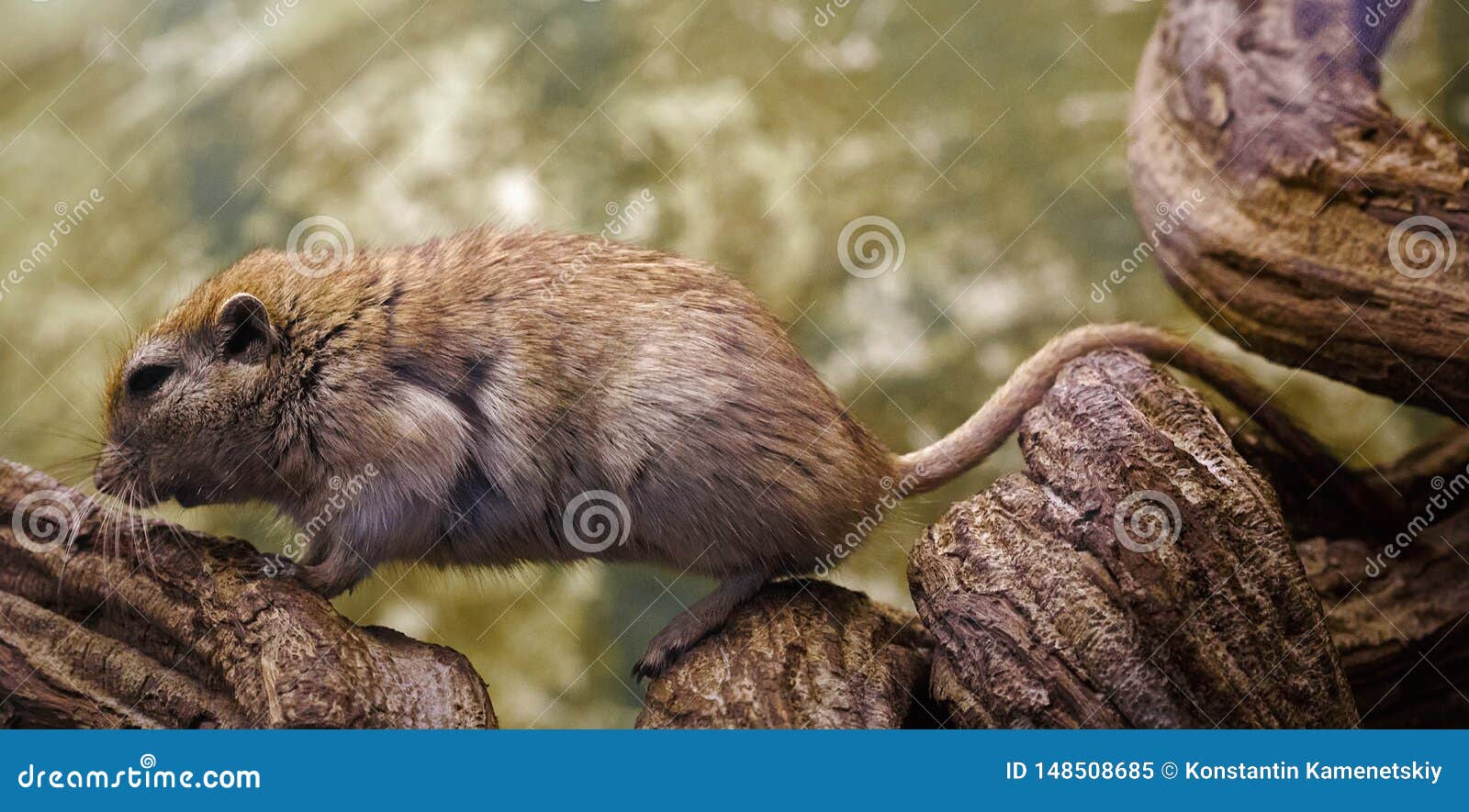 Mouse in the wild stock image. Image of wood, background - 148508685