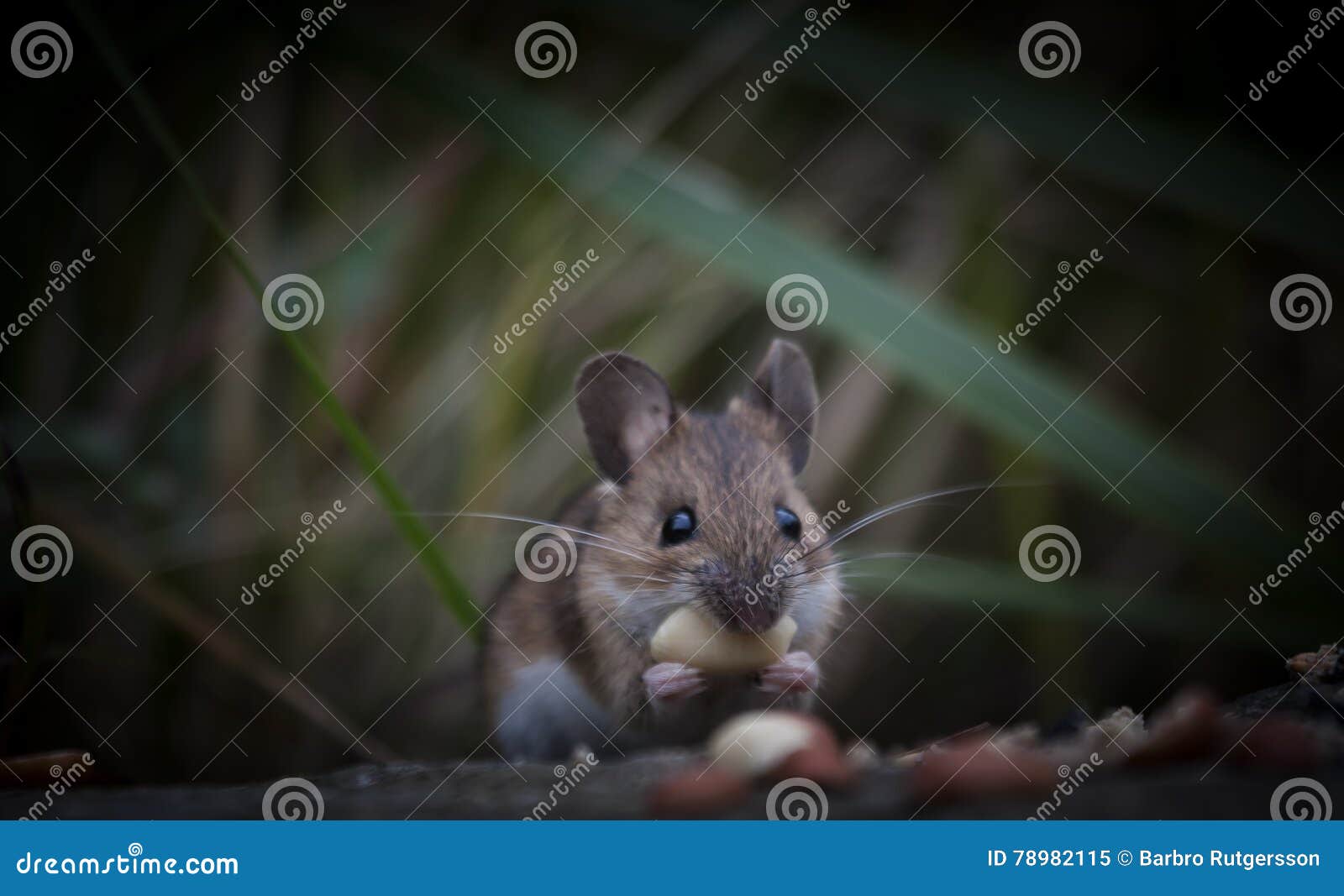Mouse stock image. Image of field, nature, cute, mouse - 78982115