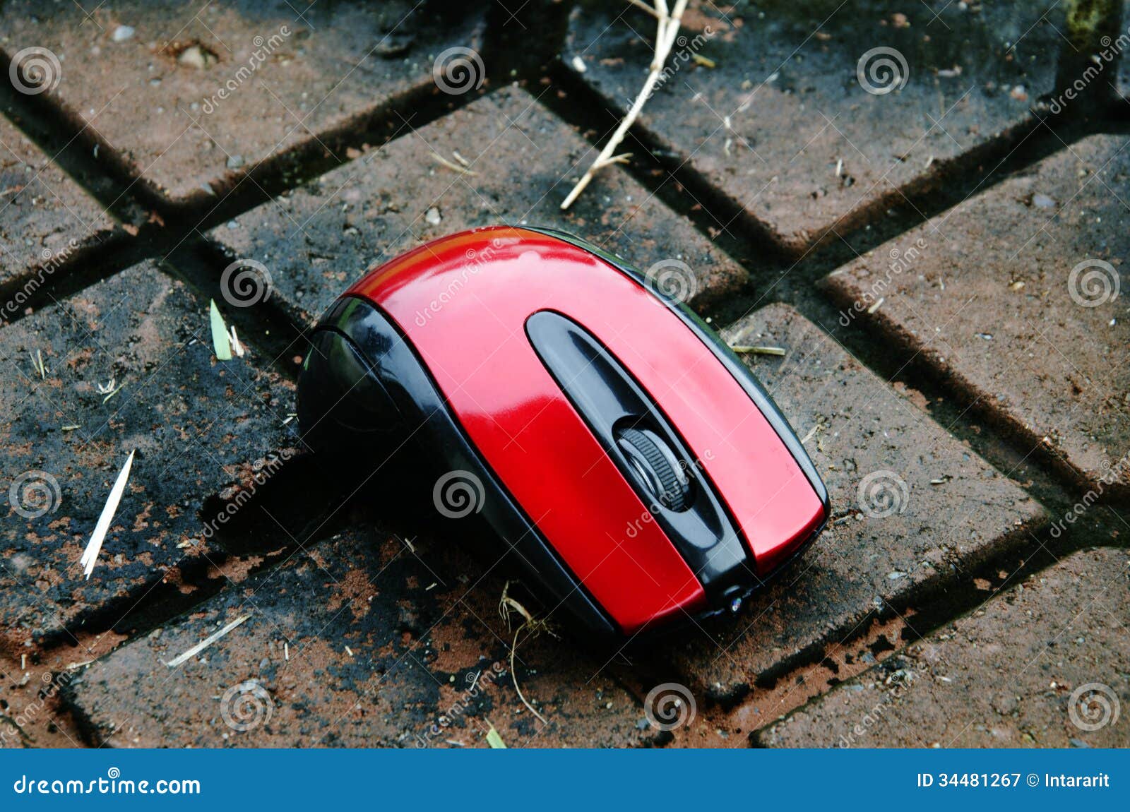 Mouse stock image. Image of grass, button, equipment - 34481267