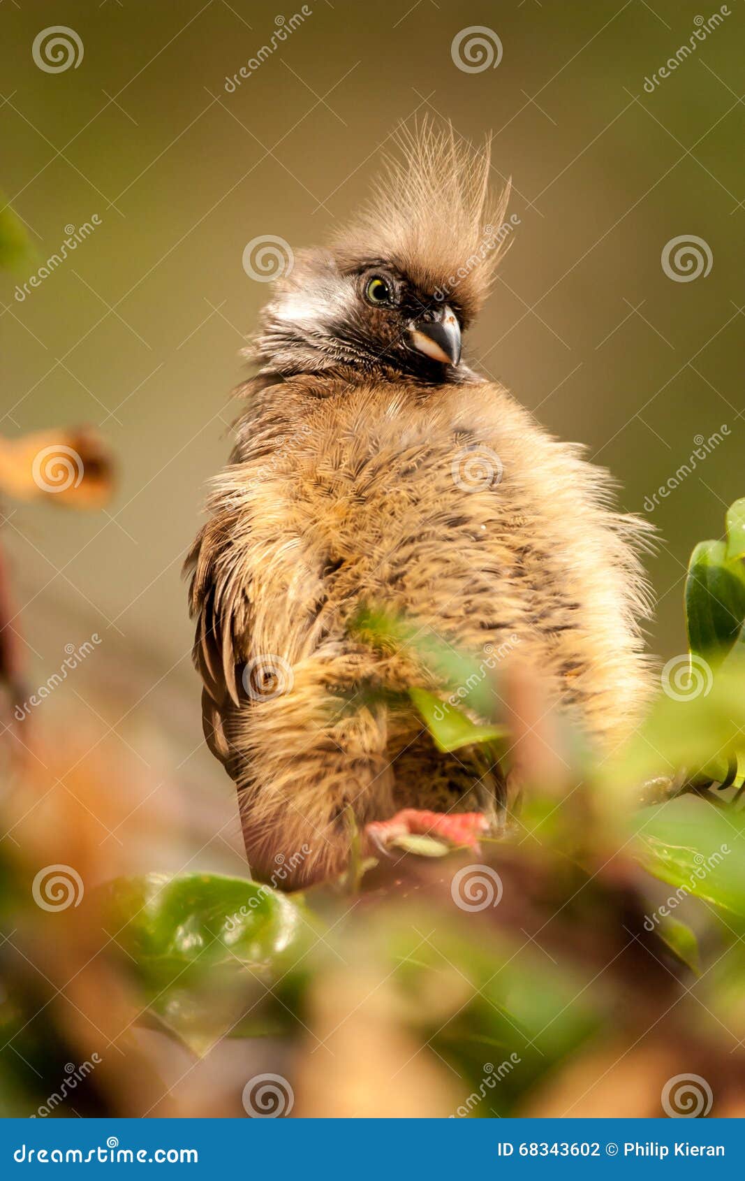 Mousebird in Kenya Africa stock photo. Image of environment - 68343602