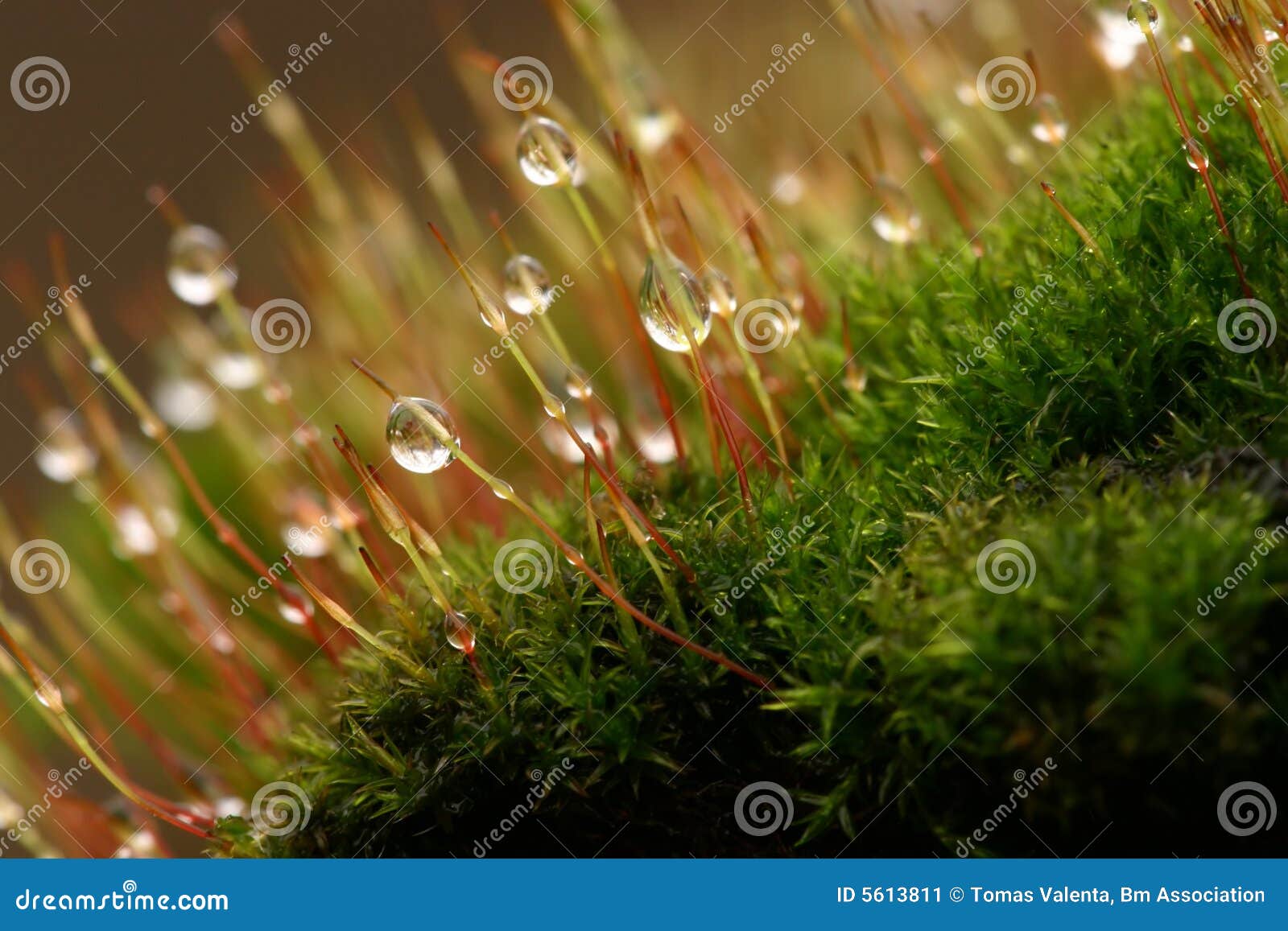 Mousse image stock. Image du floraison, décorez, environnement - 5613811