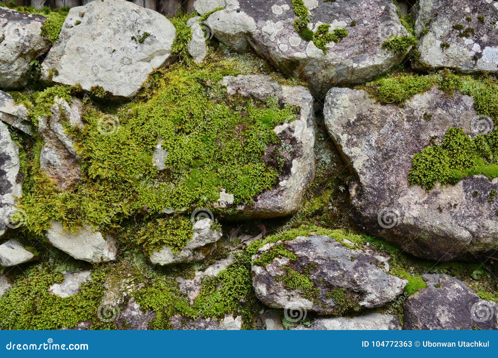 Mousse Ou Lichen Verte Sur Le Mur En Pierre Image stock - Image du ...