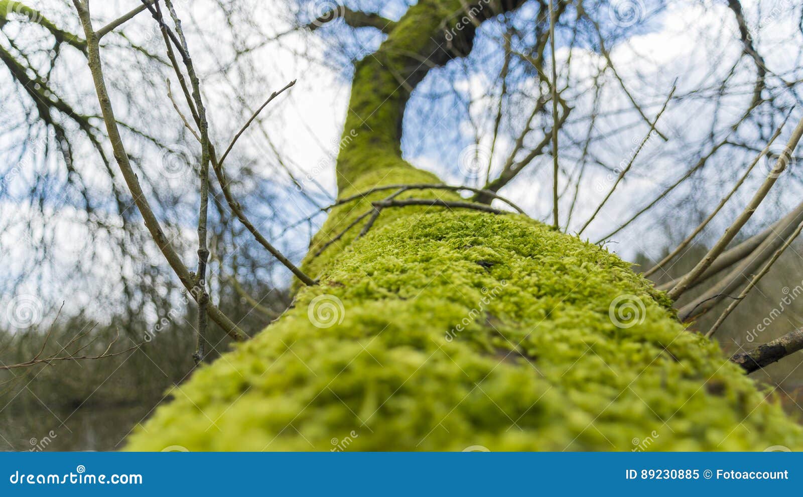 Mousse Sur Des Branches D'arbre Image stock - Image du blanc, lichens ...