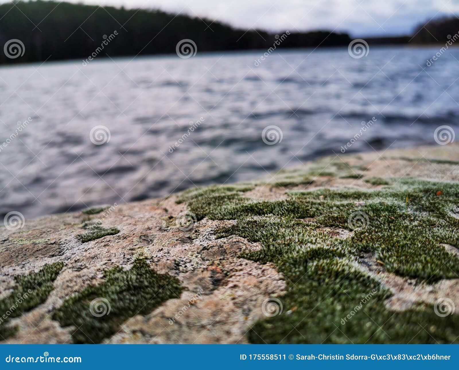 Mousse Sur Des Pierres Devant Un Lac Image stock - Image of pierres ...