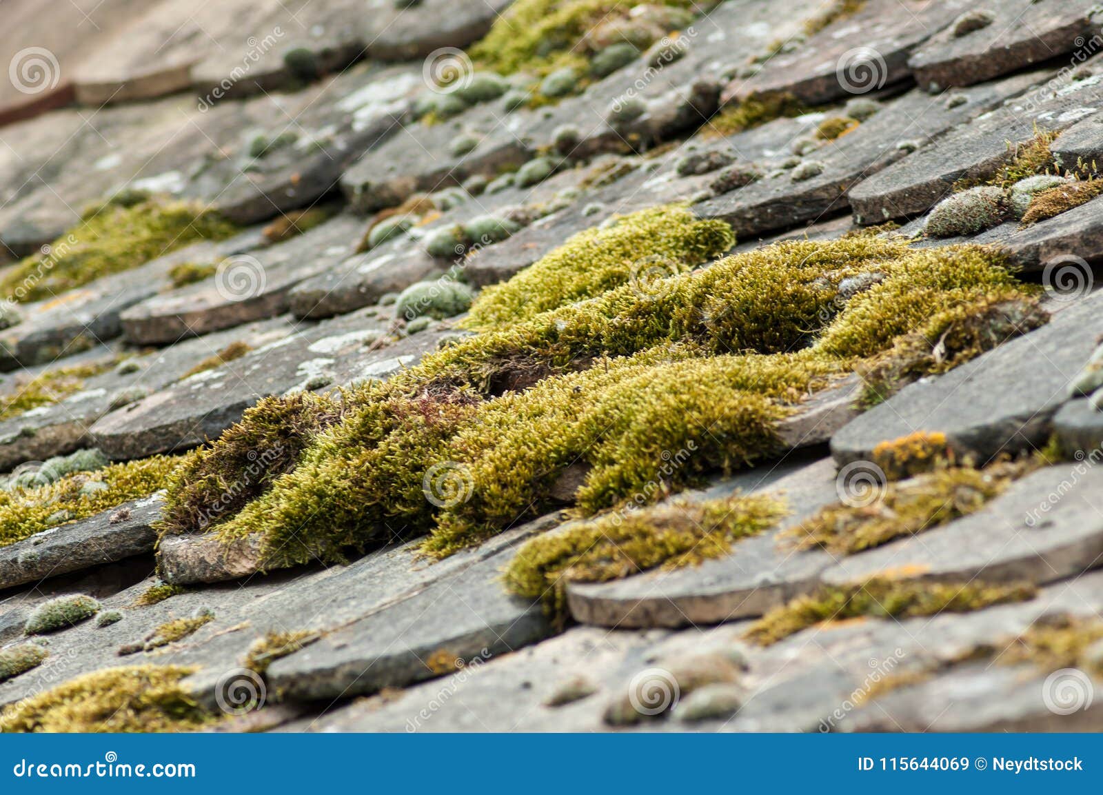 Mousse Sur Des Tuiles De Terre Cuite Sur Le Toit Image stock - Image du ...