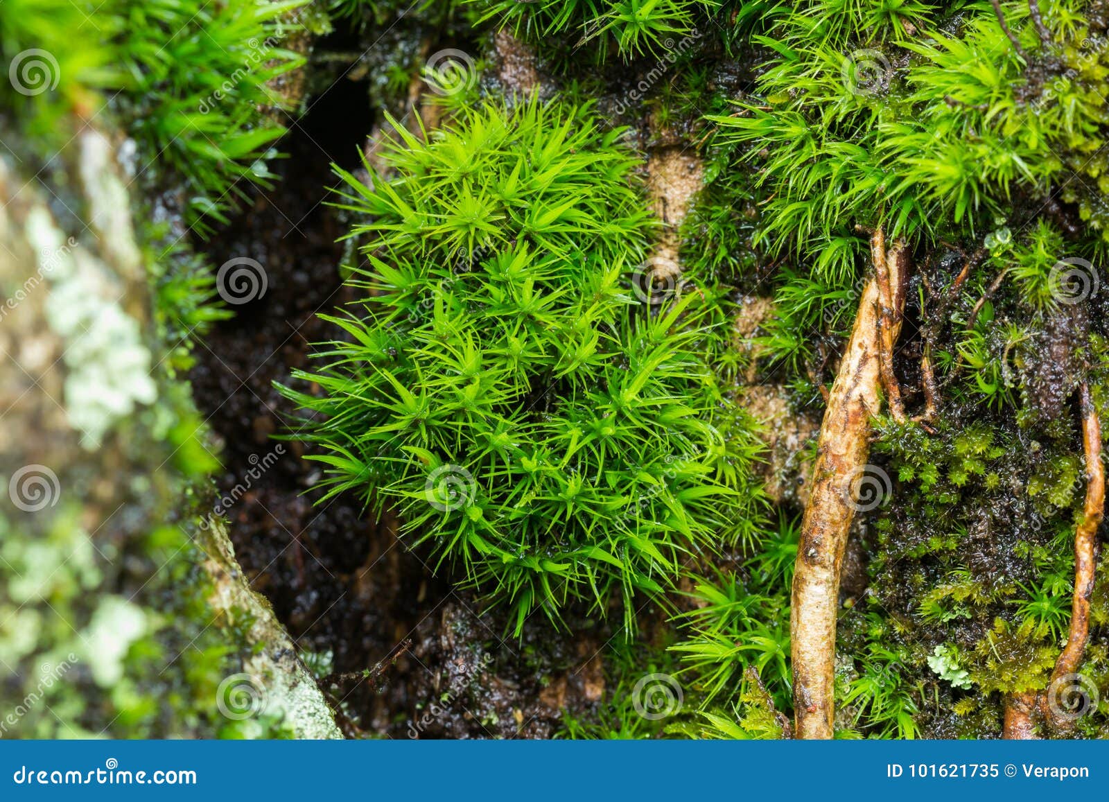 Mousse sur l'arbre image stock. Image of environnement - 101621735