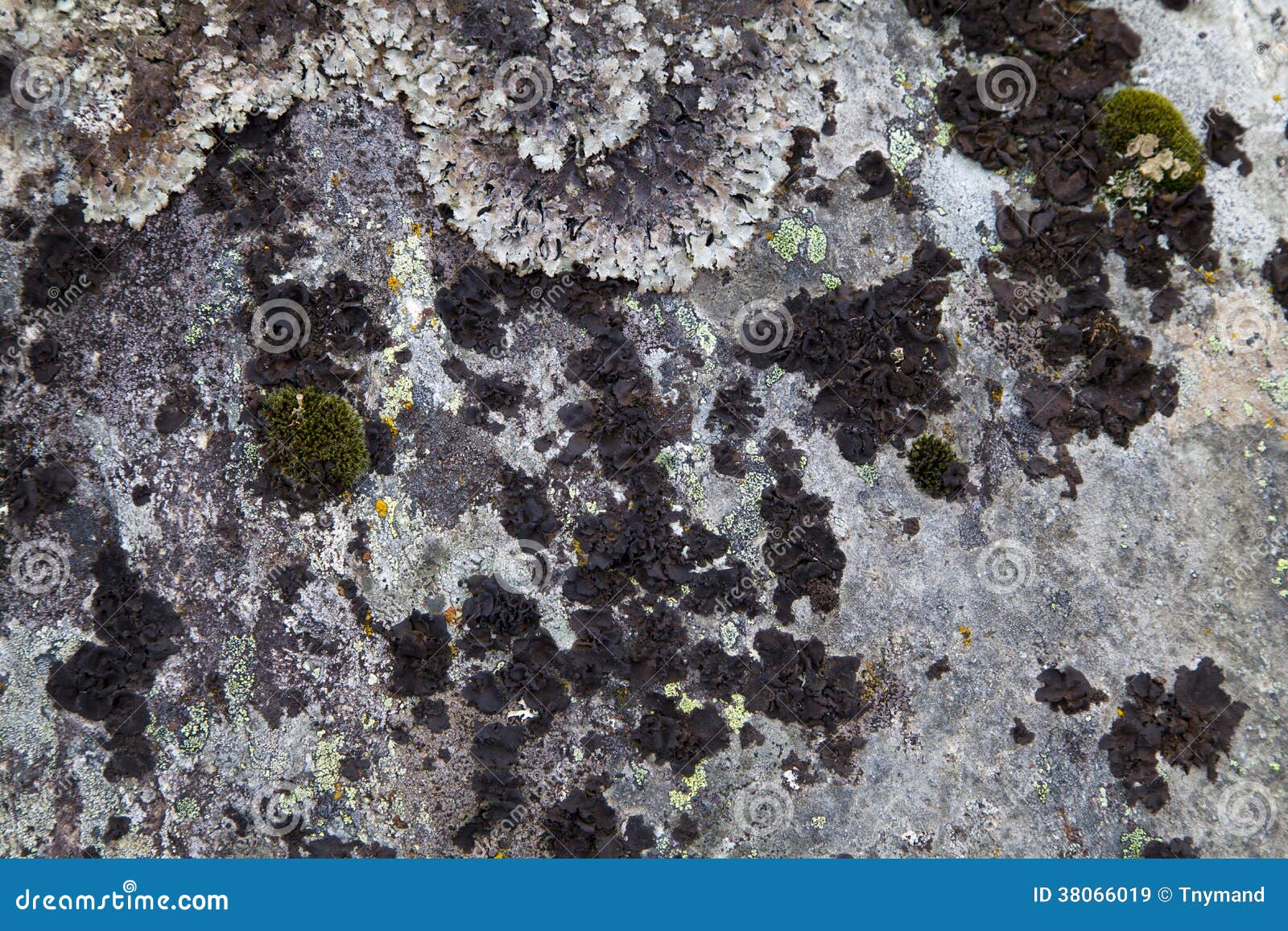 Mousse Sur La Texture De Fond De Roche Image stock - Image du ...