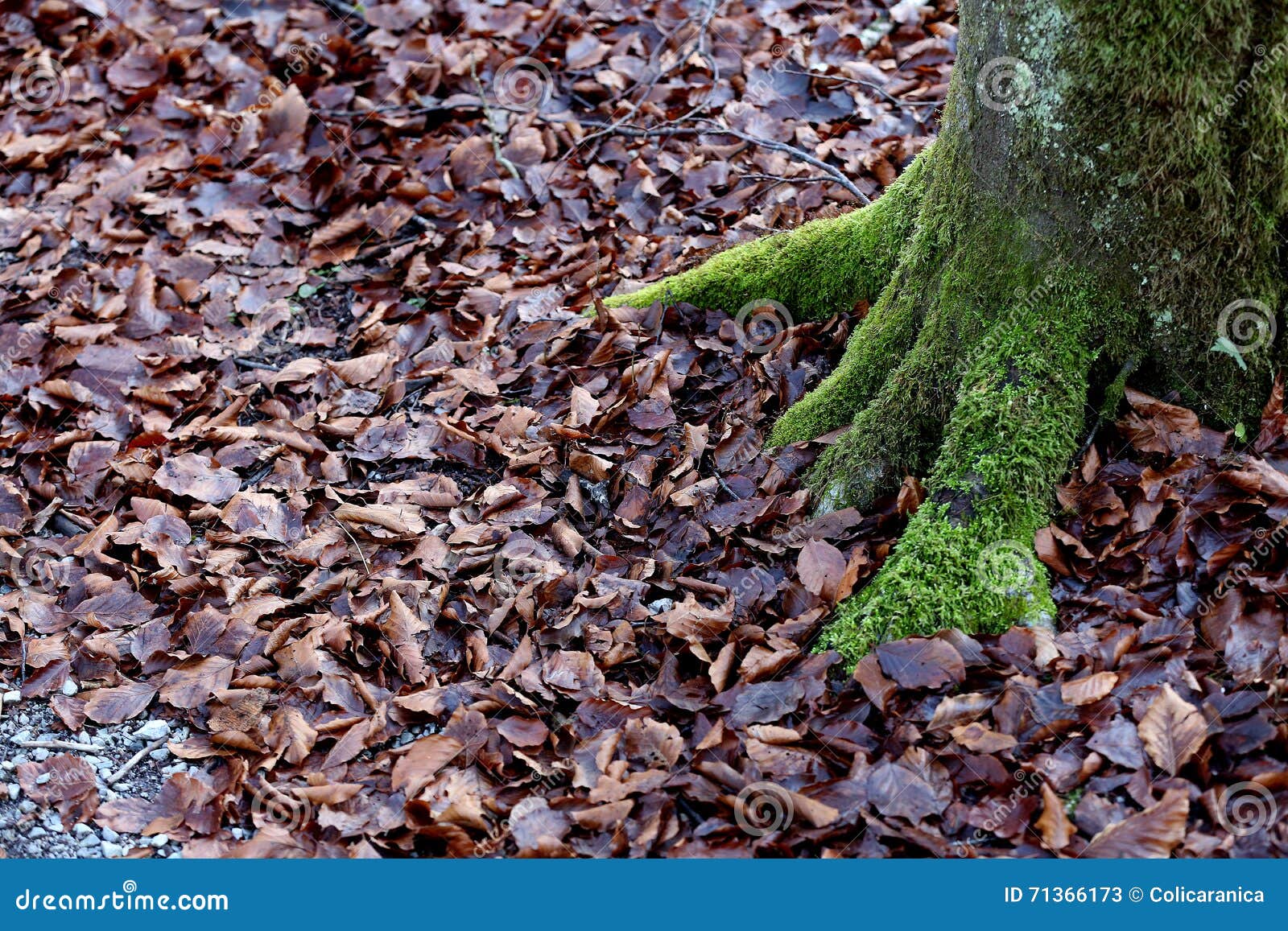 Mousse verte dans les bois image stock. Image du large - 71366173