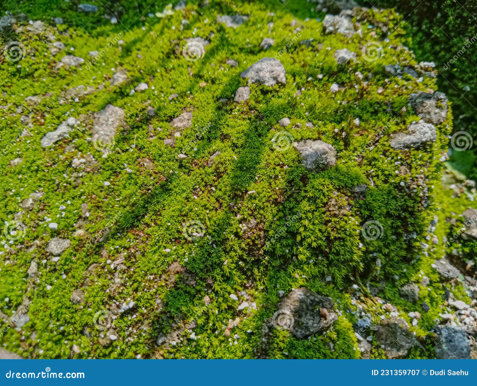 Mousse Verte Qui Pousse Sur Le Rocher. Image stock - Image du saleté ...