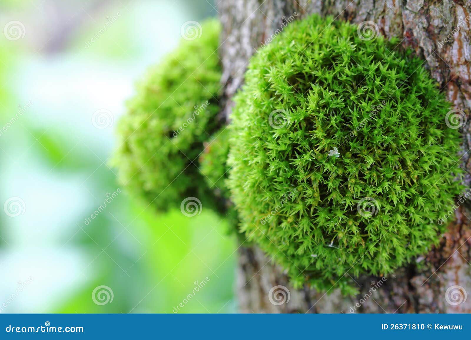 Mousse verte sur l'arbre photo stock. Image du botanique - 26371810