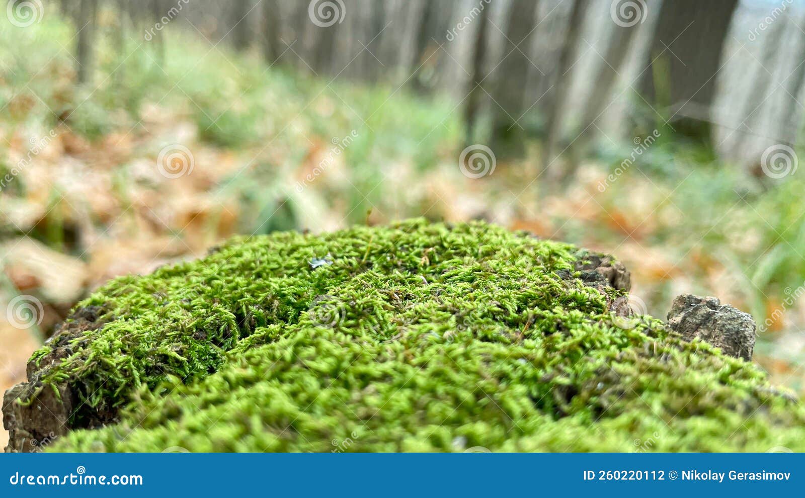 Mousse Verte Sur Un Moignon Dans La Forêt Photo stock - Image du détail ...