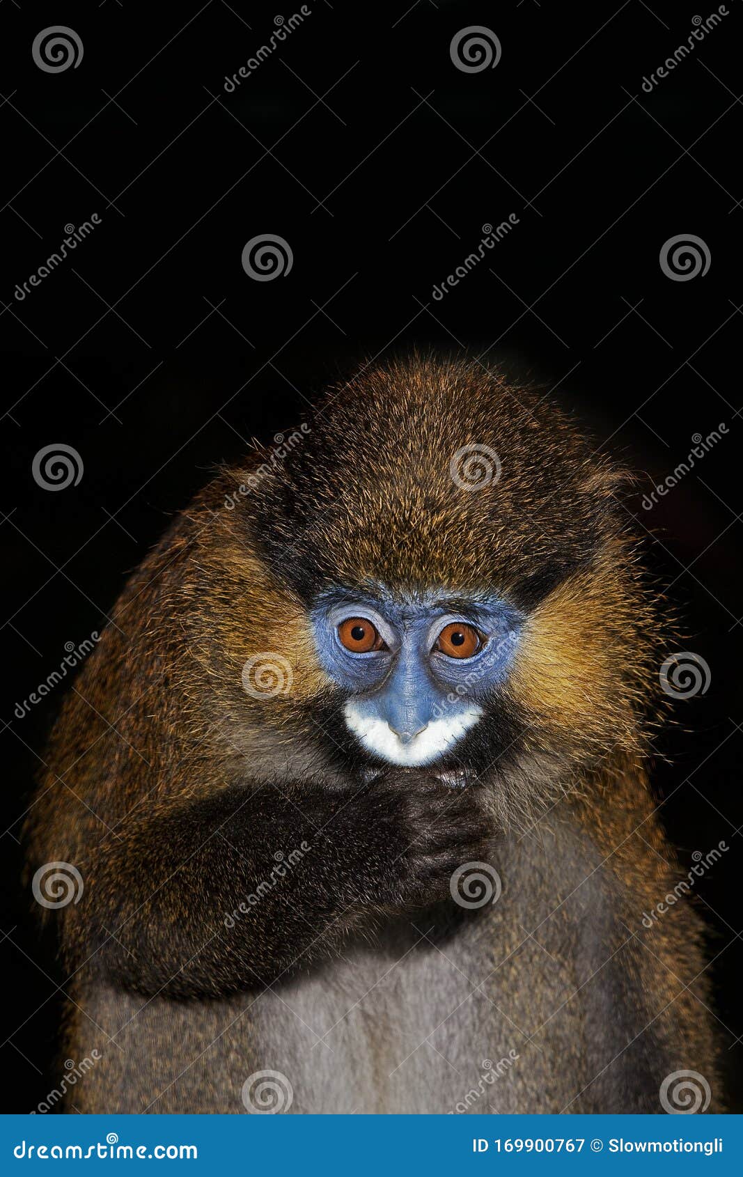 MOUSTAC BLEU Cercopithecus Cephus Stock Image - Image of cercopithecus ...