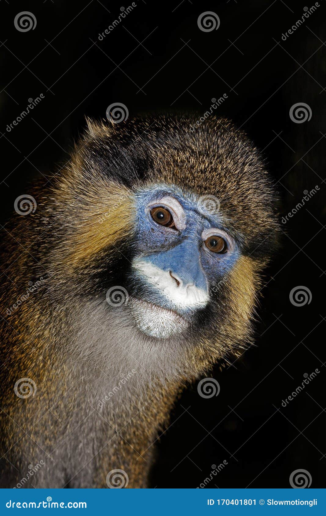 MOUSTAC BLEU Cercopithecus Cephus Stock Image - Image of africa ...