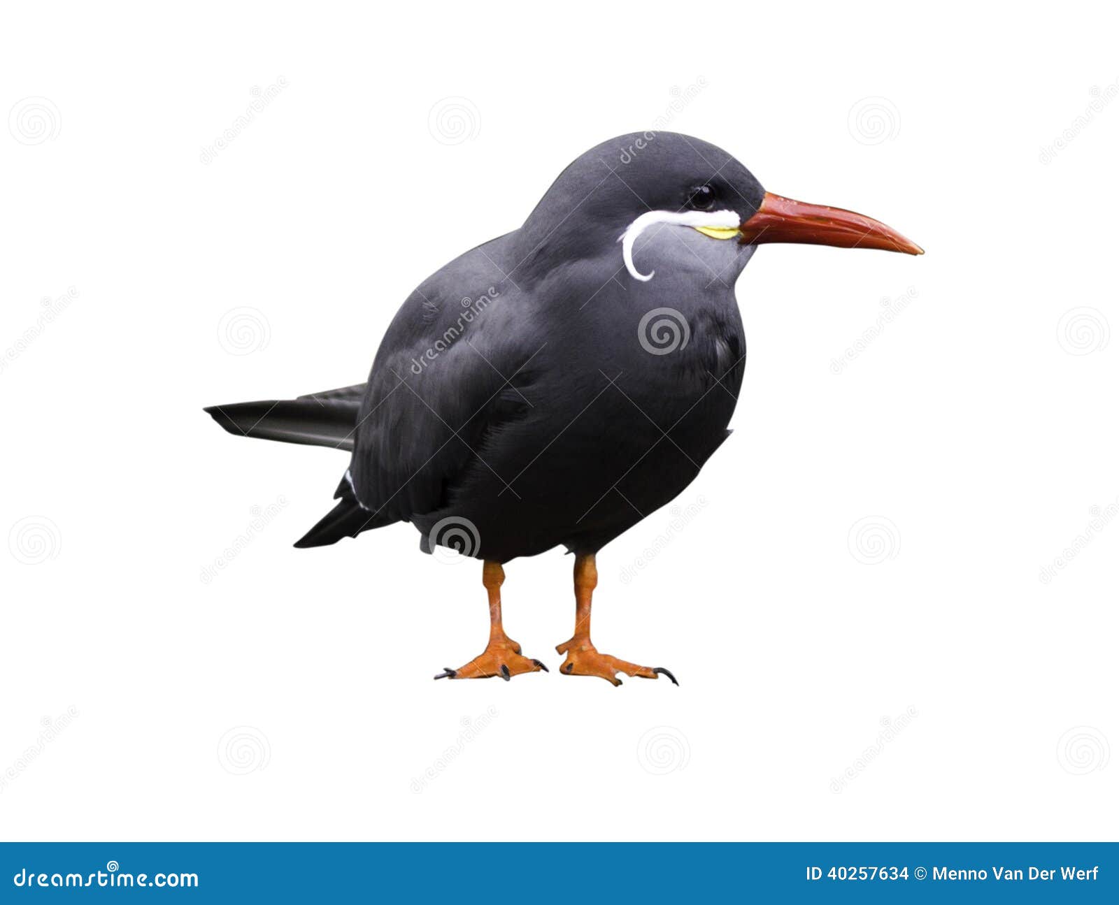 Moustache bird Inca Tern stock photo. Image of tern, feather - 40257634