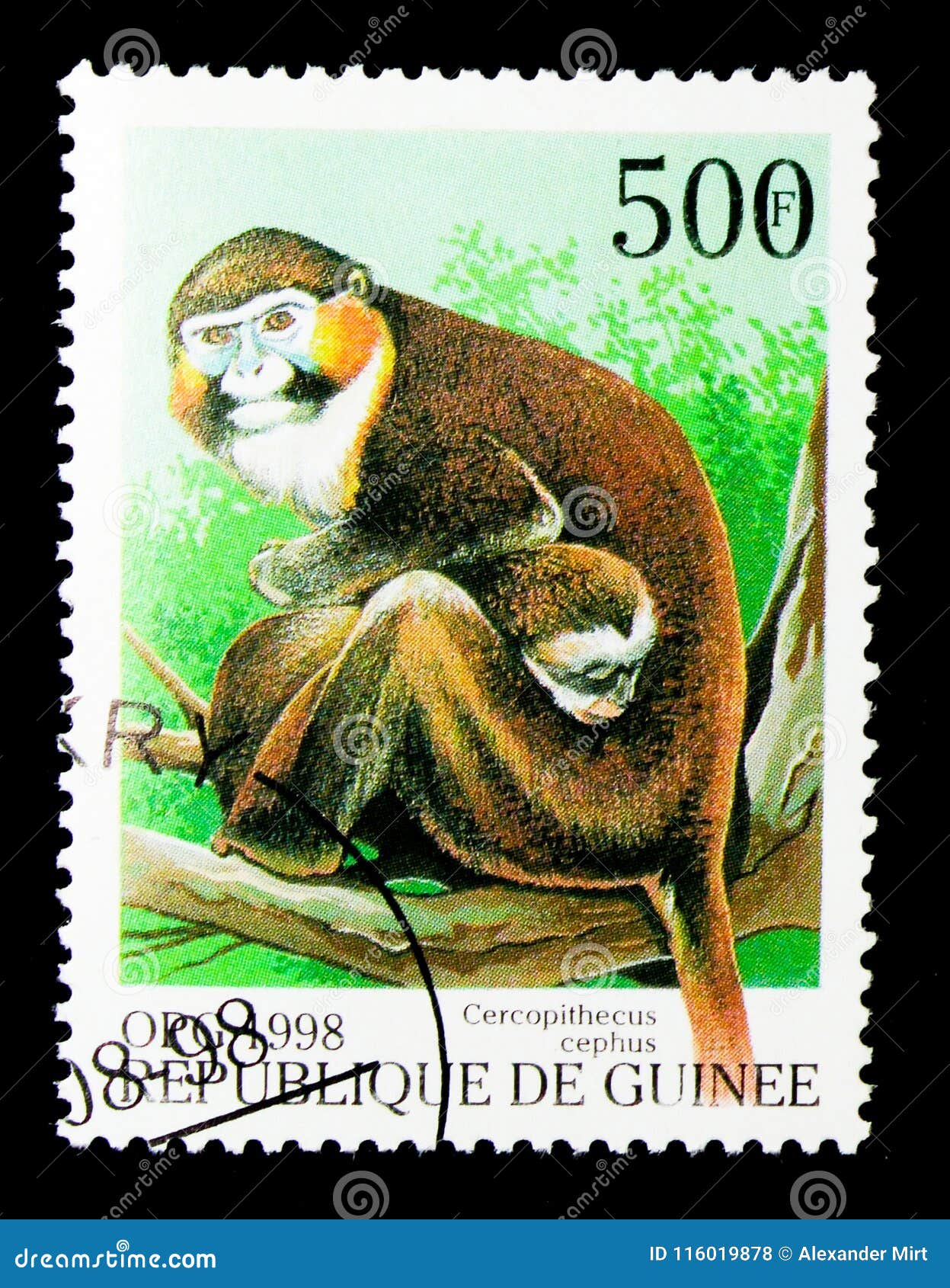 Moustached Guenon (cephus) Del Cercopithecus, Serie De Los Monos, Circa ...