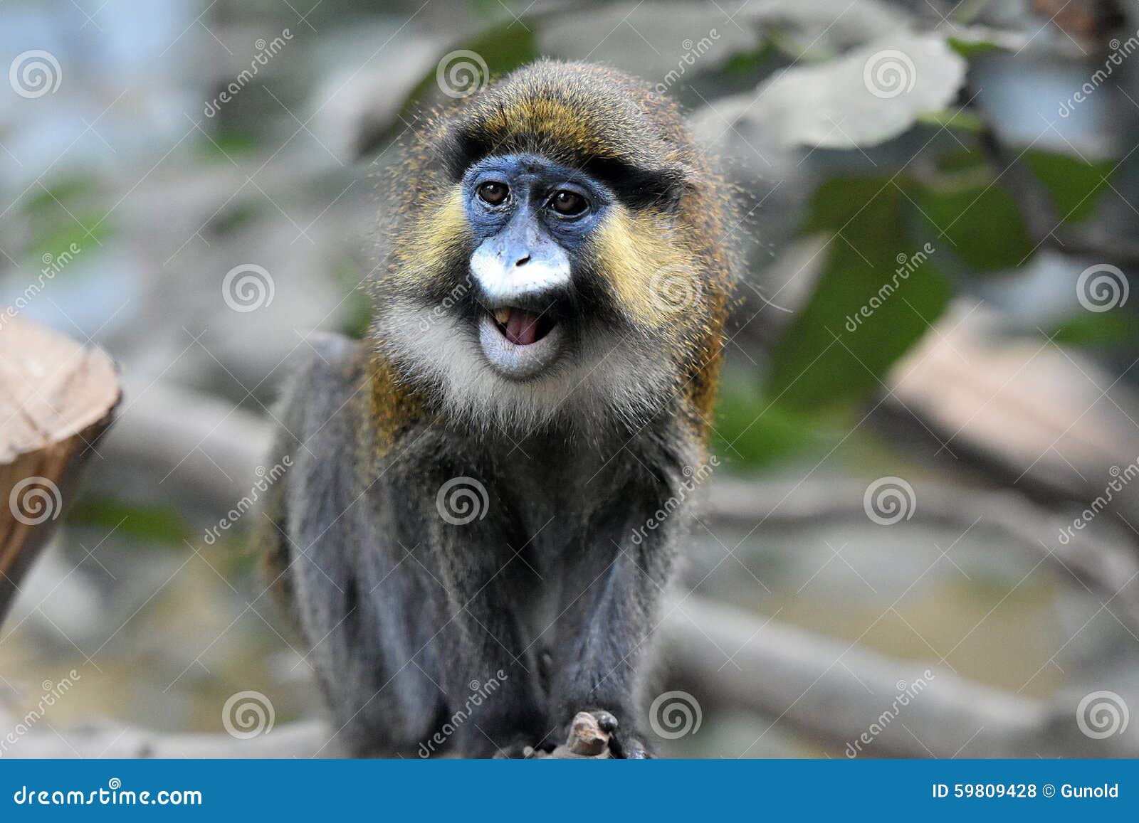 Moustached guenon stock photo. Image of mountain, primate - 59809428
