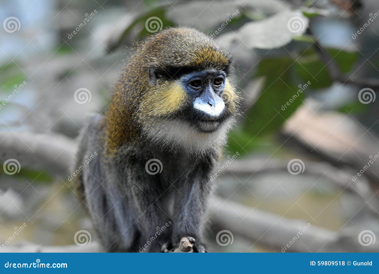 Moustached guenon stock photo. Image of animal, blue - 59809518
